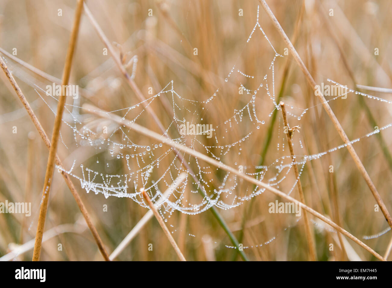 Dewy Morning High Resolution Stock Photography and Images - Alamy