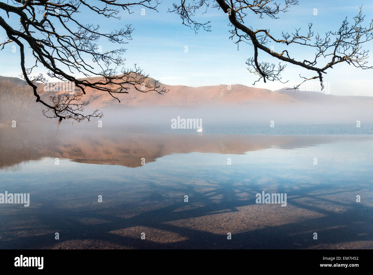 Swan on Derwent Water Stock Photo - Alamy