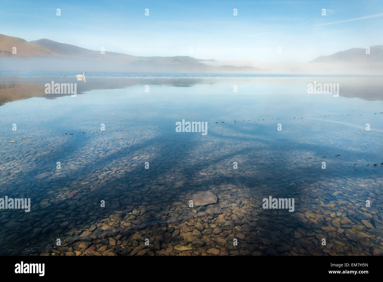 Swan on Derwent Water Stock Photo - Alamy