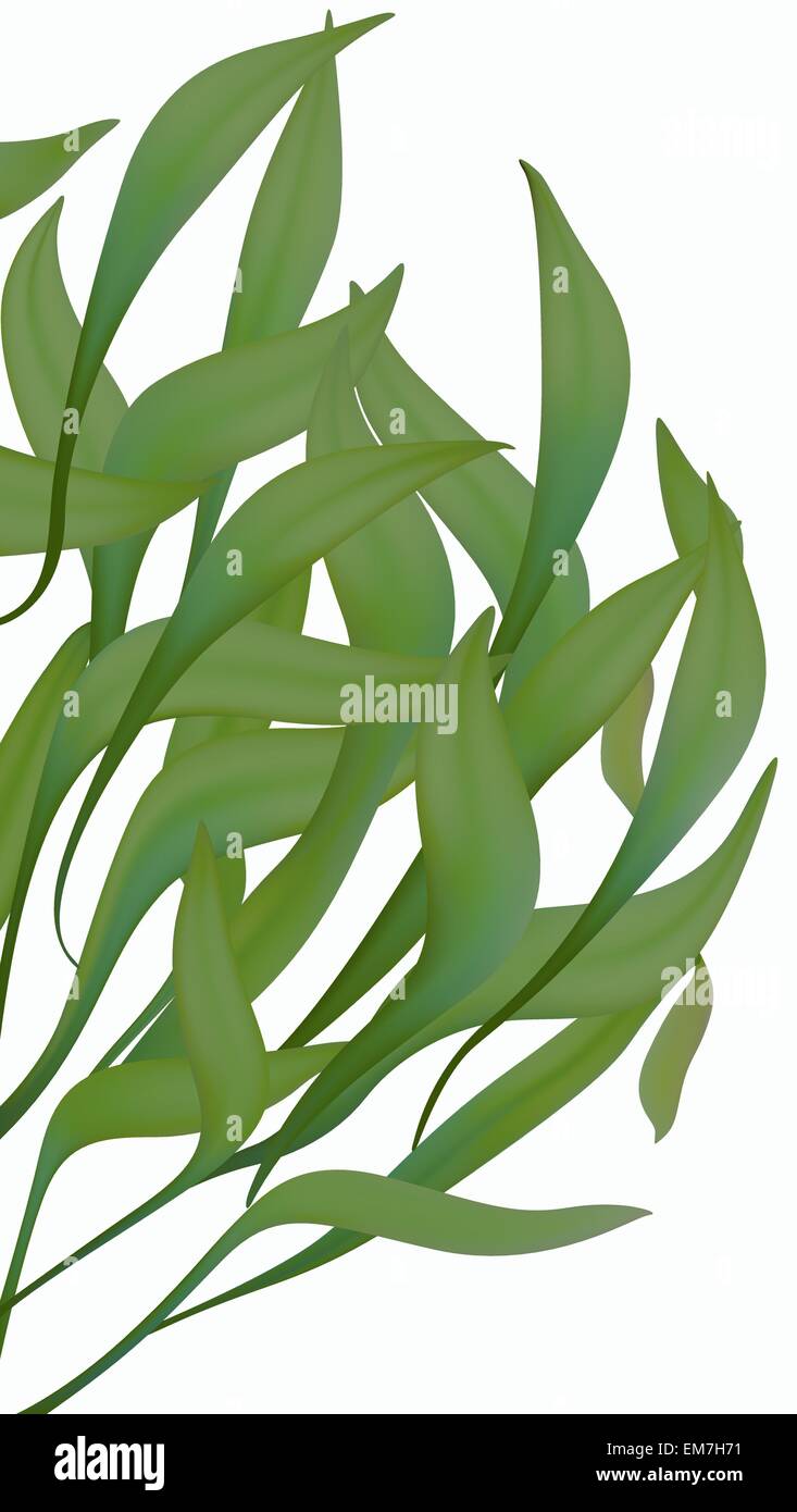 Green Long Leafs Stock Vector Image & Art - Alamy