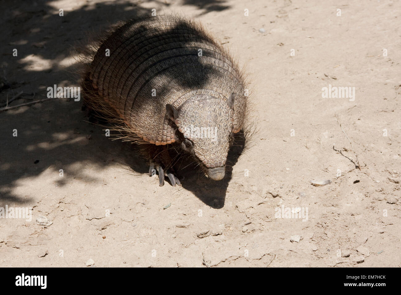 Pichi zaedyus pichiy patagonia hi-res stock photography and images - Alamy