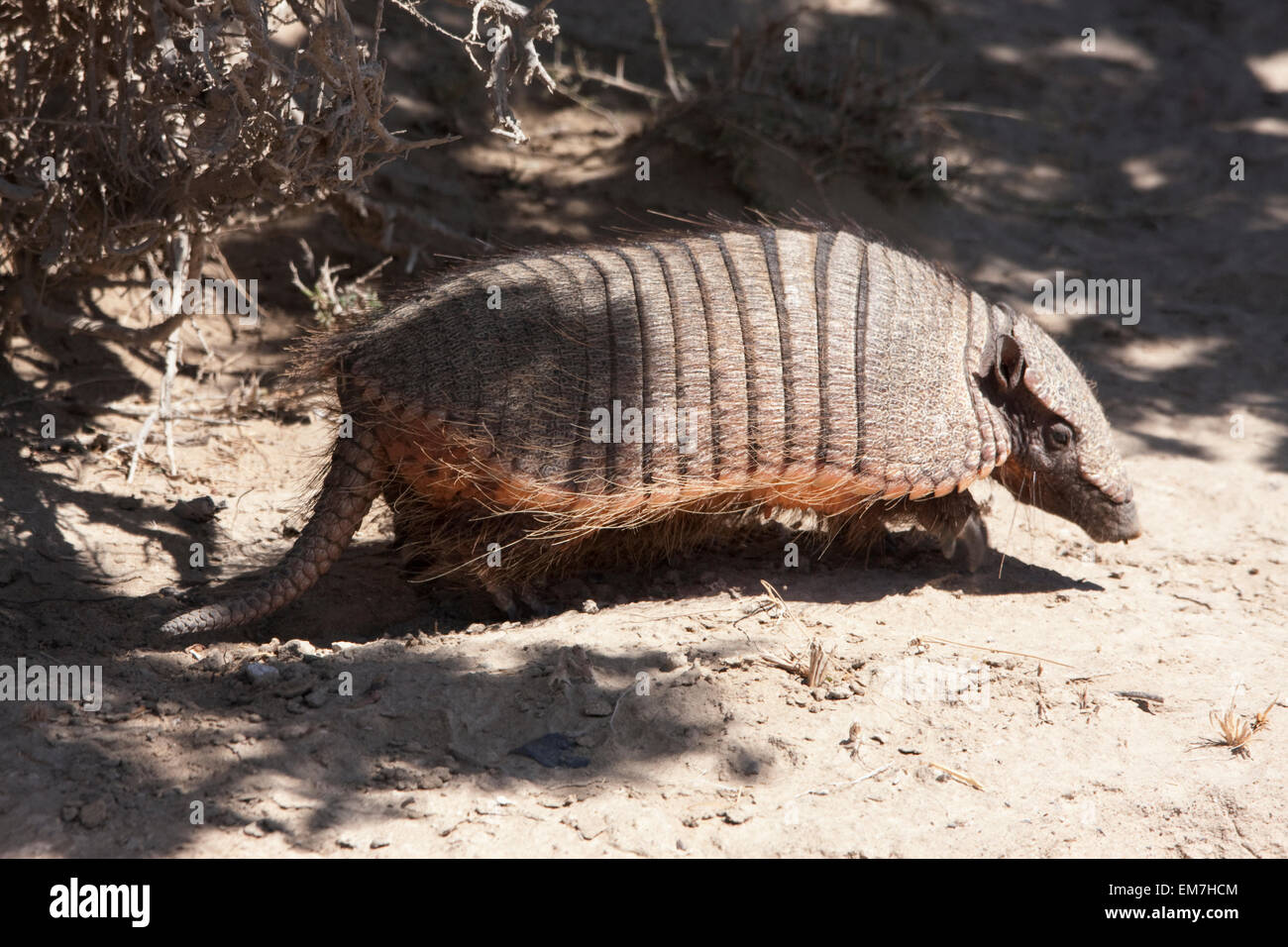 Pichi (Zaedyus pichiy) or Dwarf Armadillo, Peninsula Valdes, Chubut ...