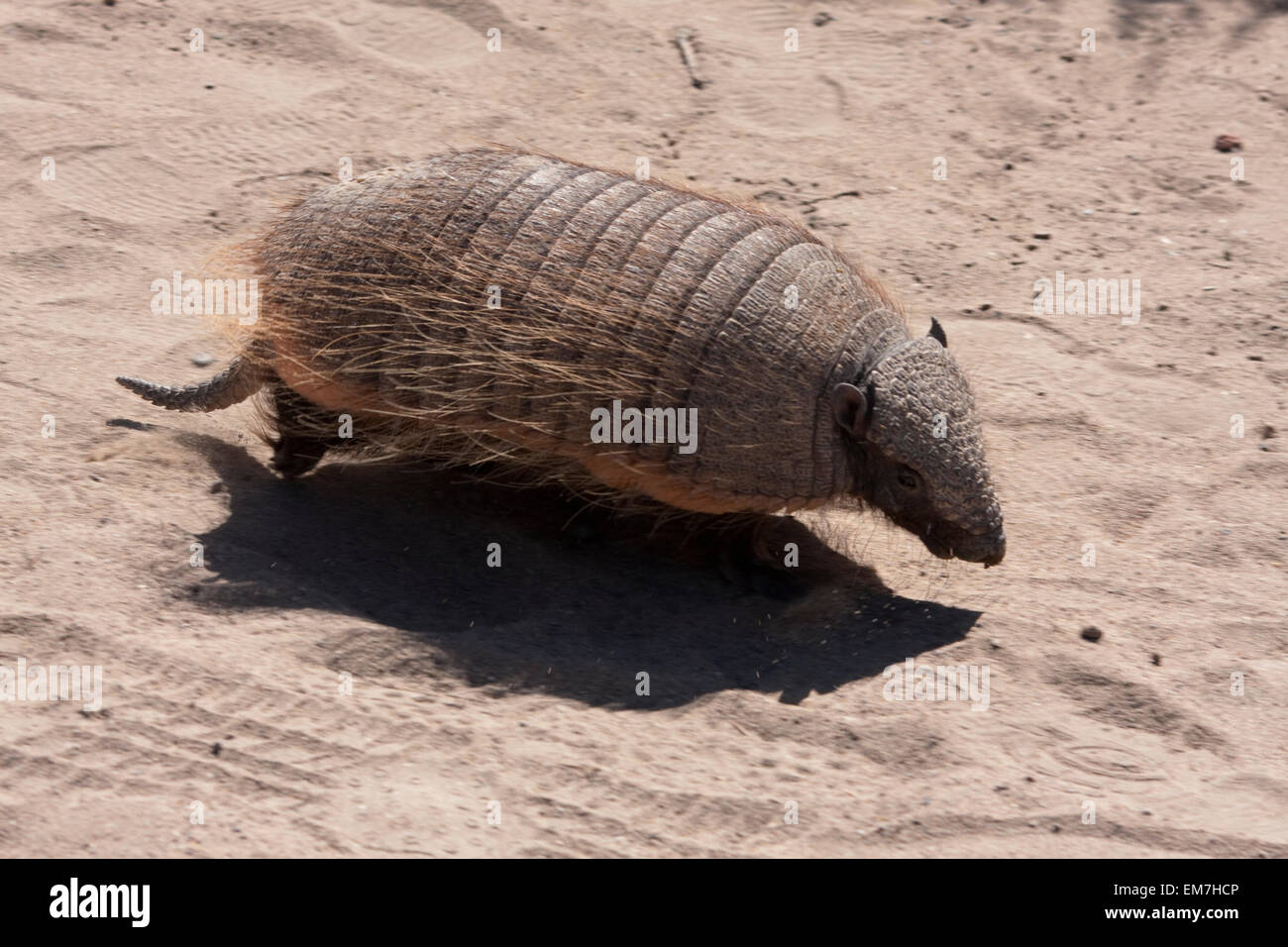 Pichi (Zaedyus Pichiy) Or Dwarf Armadillo, Peninsula Valdes, Chubut ...