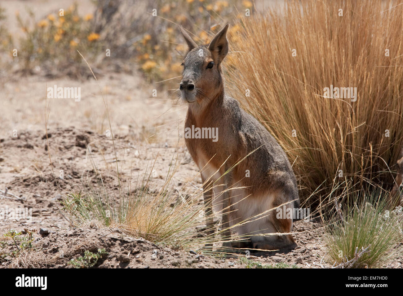 Patagonian Mara (Dolichotis patagonum), Peninsula Valdes, Chubut ...