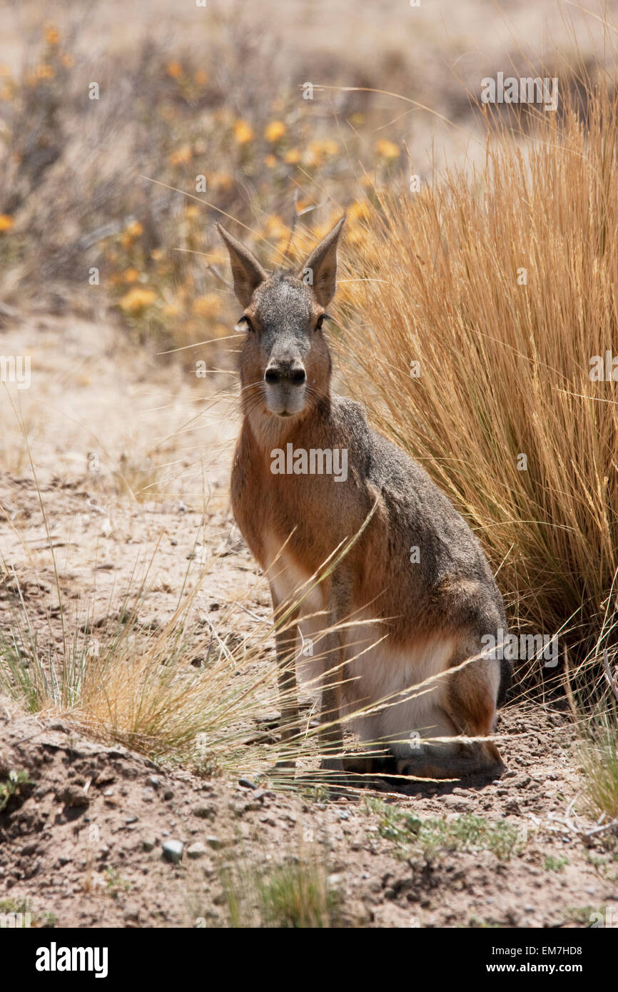 Patagonian Mara (Dolichotis patagonum), Peninsula Valdes, Chubut ...