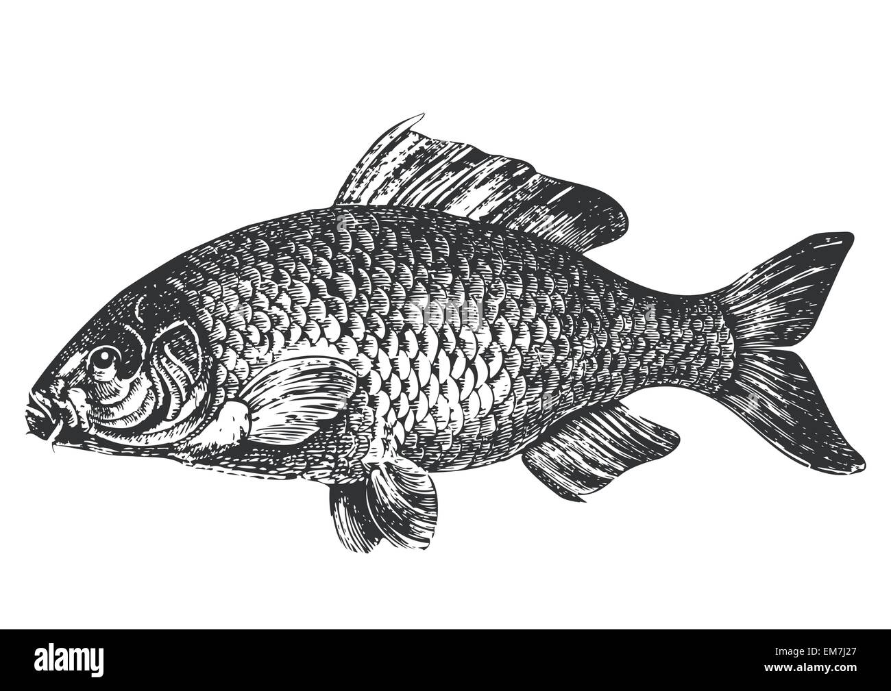 Carp fish antique illustration Stock Vector Image & Art - Alamy