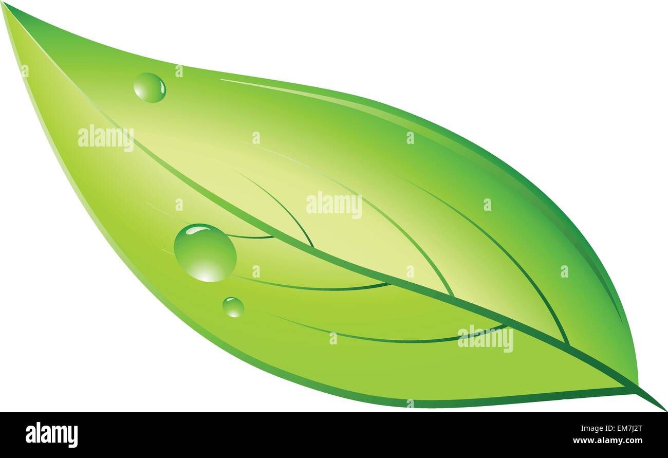 Green natural leaf Stock Vector Image & Art - Alamy