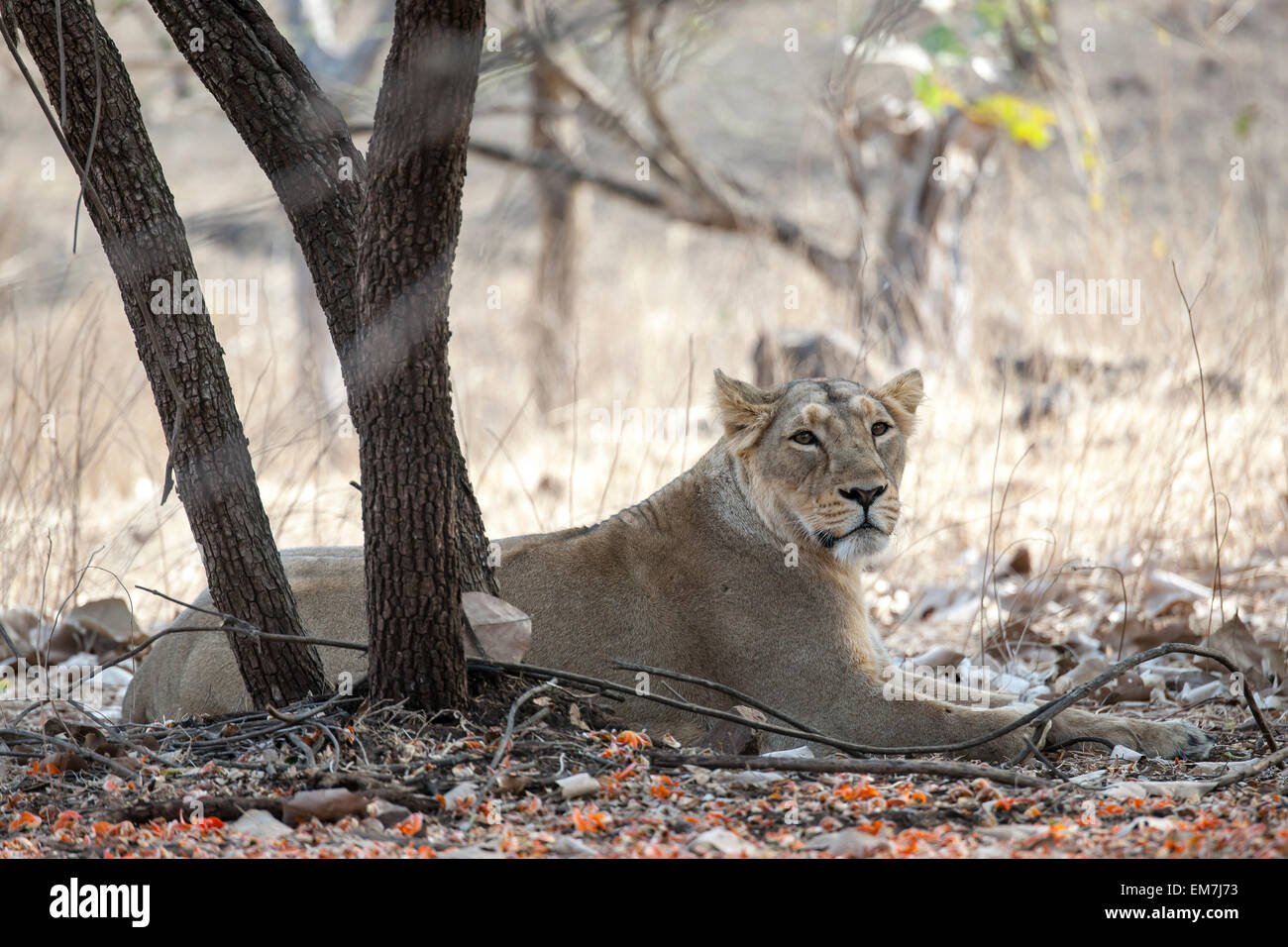 Lion under tree hi-res stock photography and images - Alamy