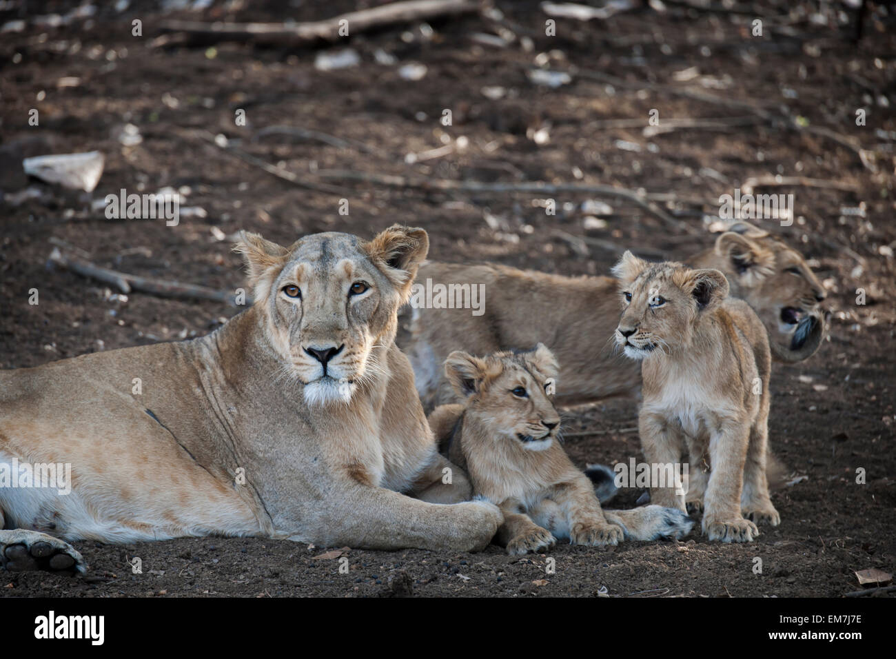 Asiatic lion (Panthera leo persica), female, lioness with her cubs, Gir ...