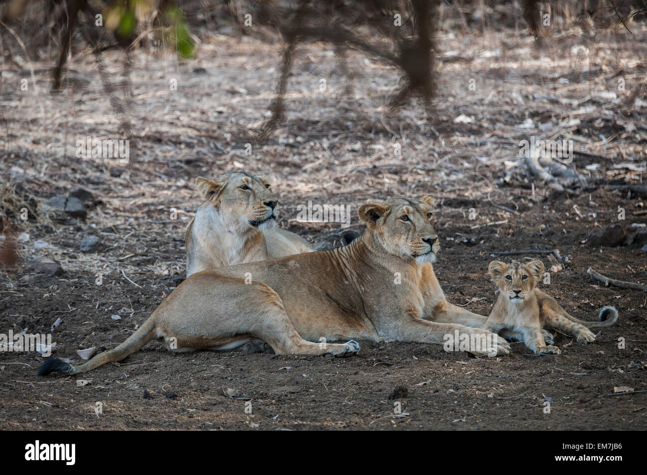 Asiatic lion (Panthera leo persica), female, lioness with her cubs, Gir ...