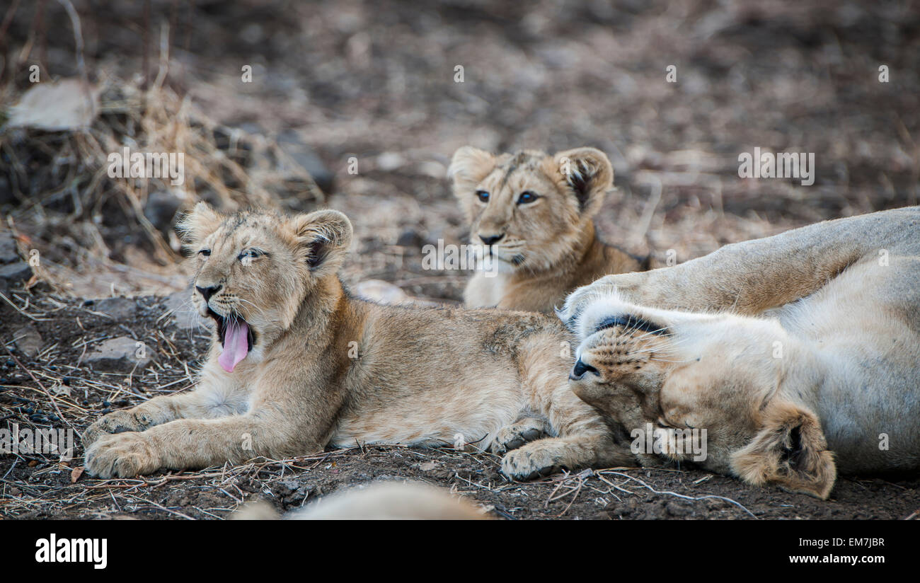 Asiatic lion (Panthera leo persica), female, lioness with her cubs, Gir ...