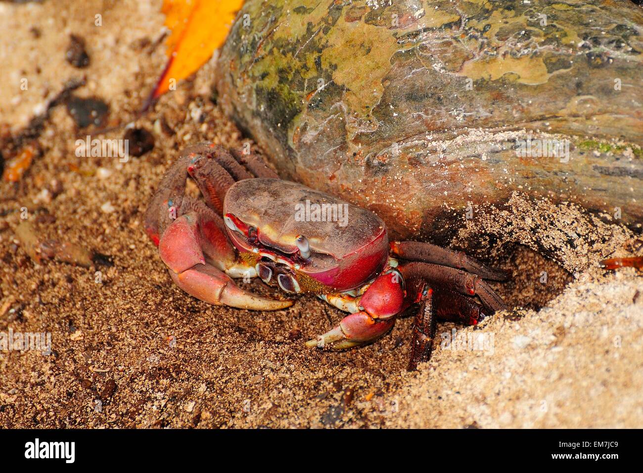 Neosarmatium hi-res stock photography and images - Alamy