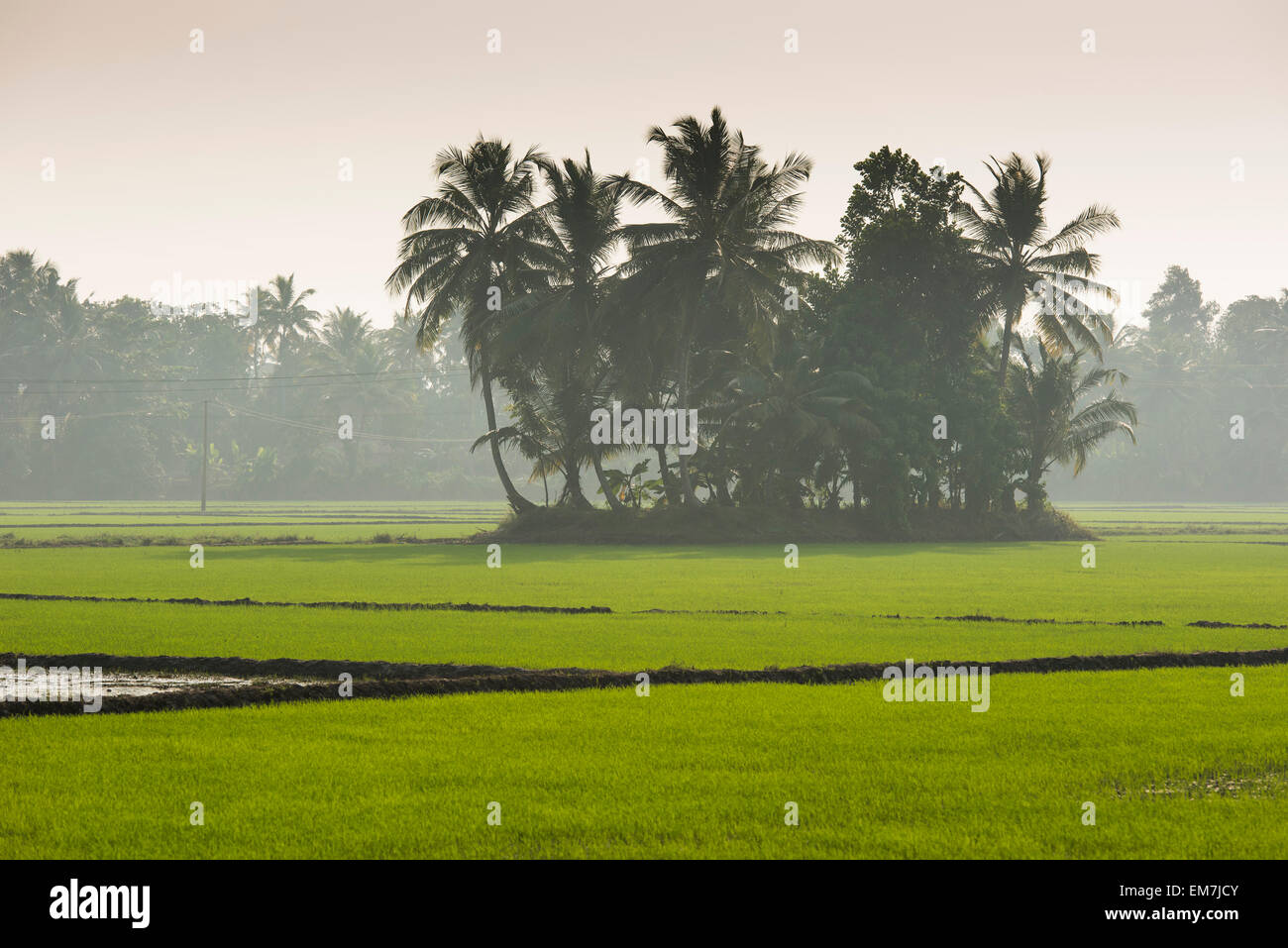 Rice Field In Kerala