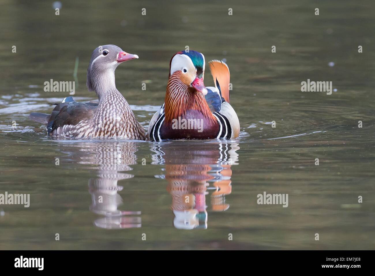 Wildlife couple ducks hi-res stock photography and images - Alamy