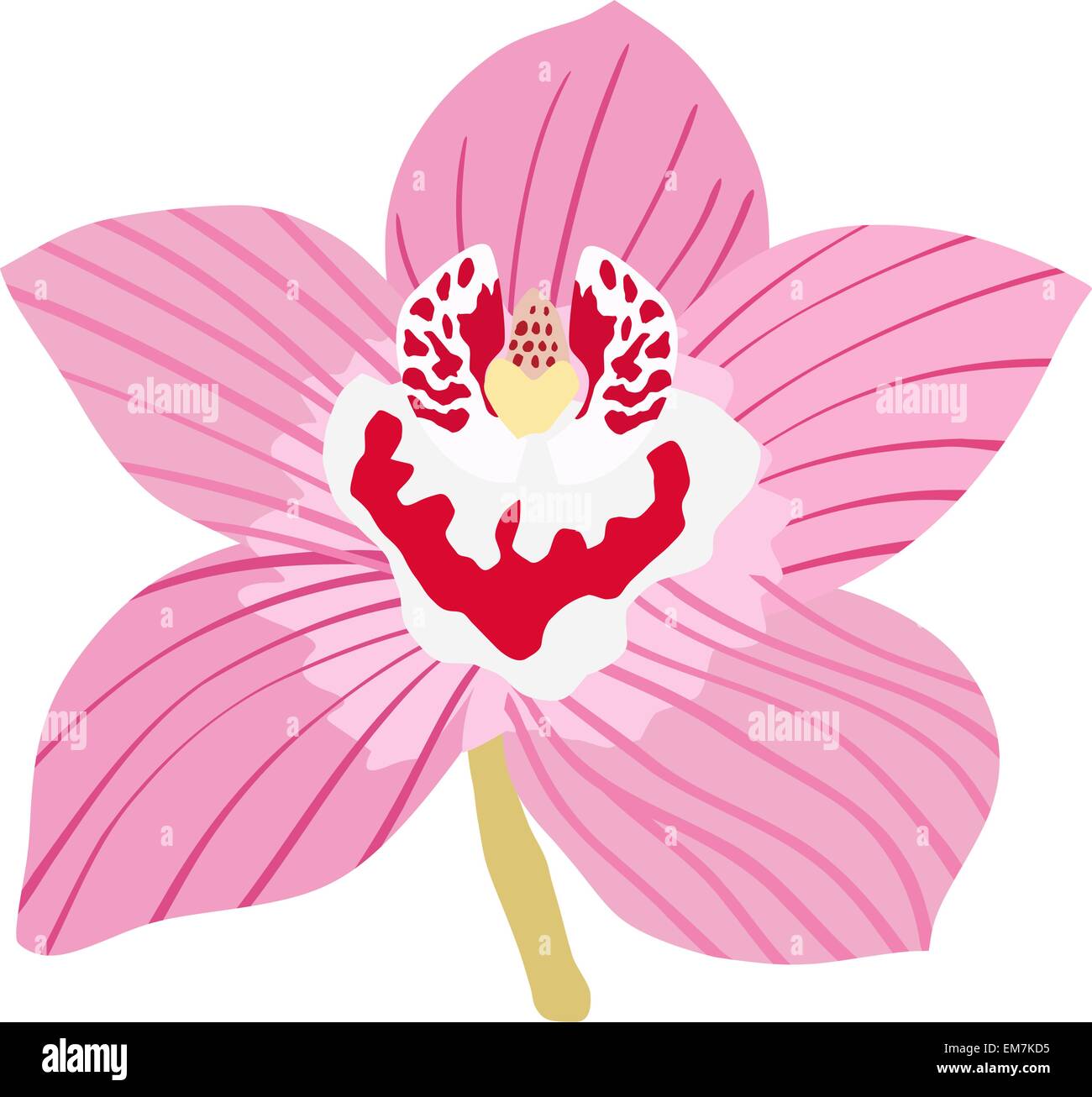 Closeup white orchid Stock Vector Images - Alamy