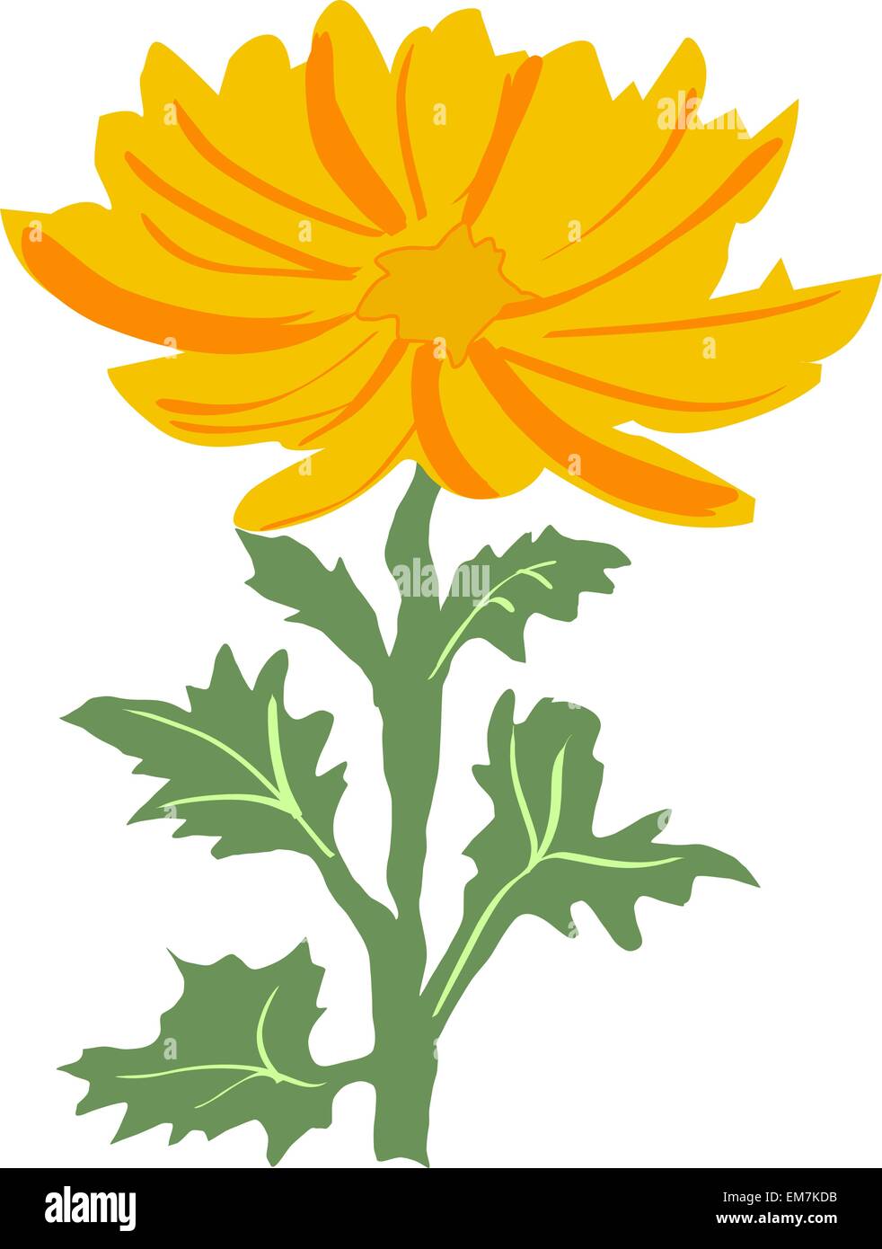 Chrysanthemum white yellow Stock Vector Images - Alamy