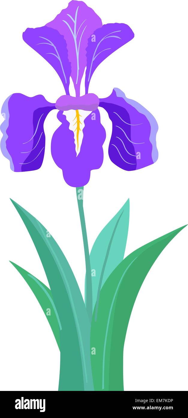 Violet iris flowers on Stock Vector Images - Alamy