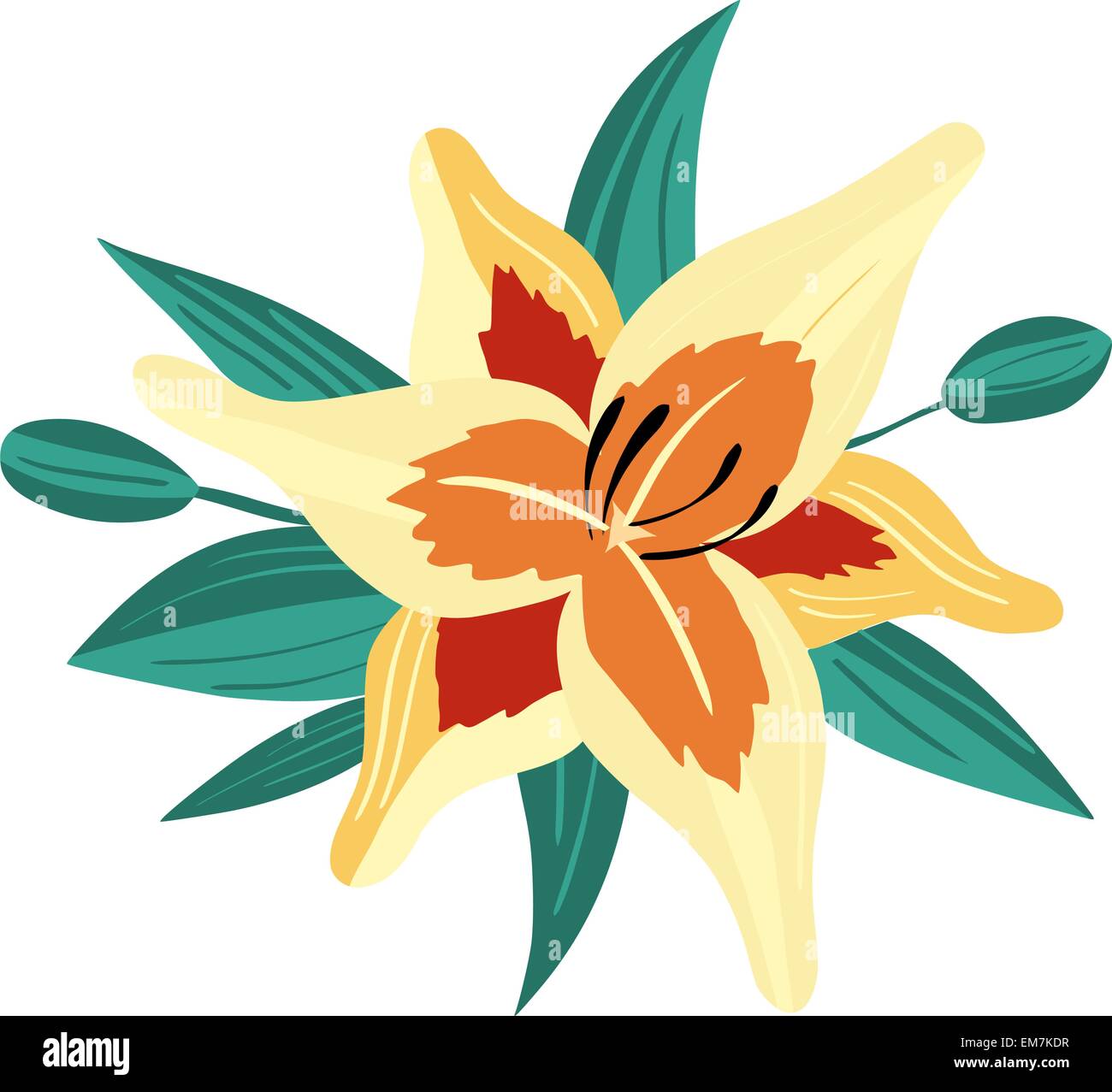 Lily cross section hi-res stock photography and images - Alamy Lily cross section hi-res stock photography and images - Alamy