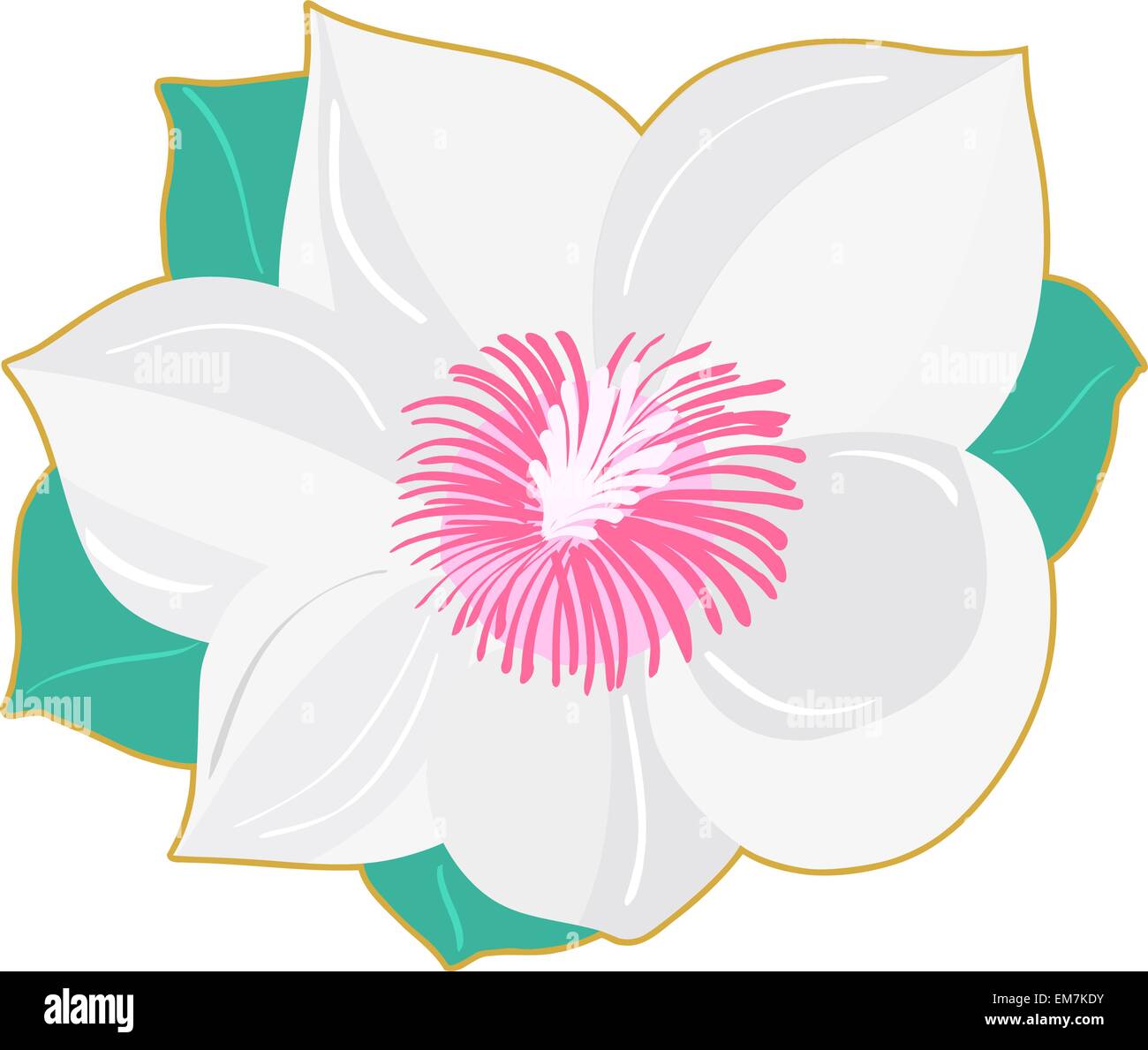 Magnolia Stock Vector Images - Alamy