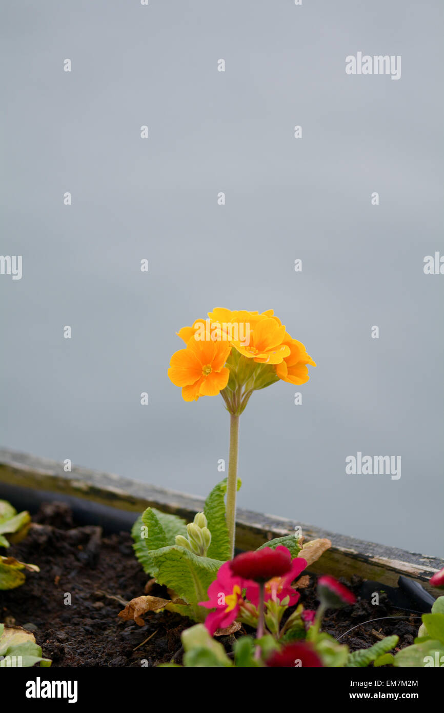 Primrose flower box hi-res stock photography and images - Alamy