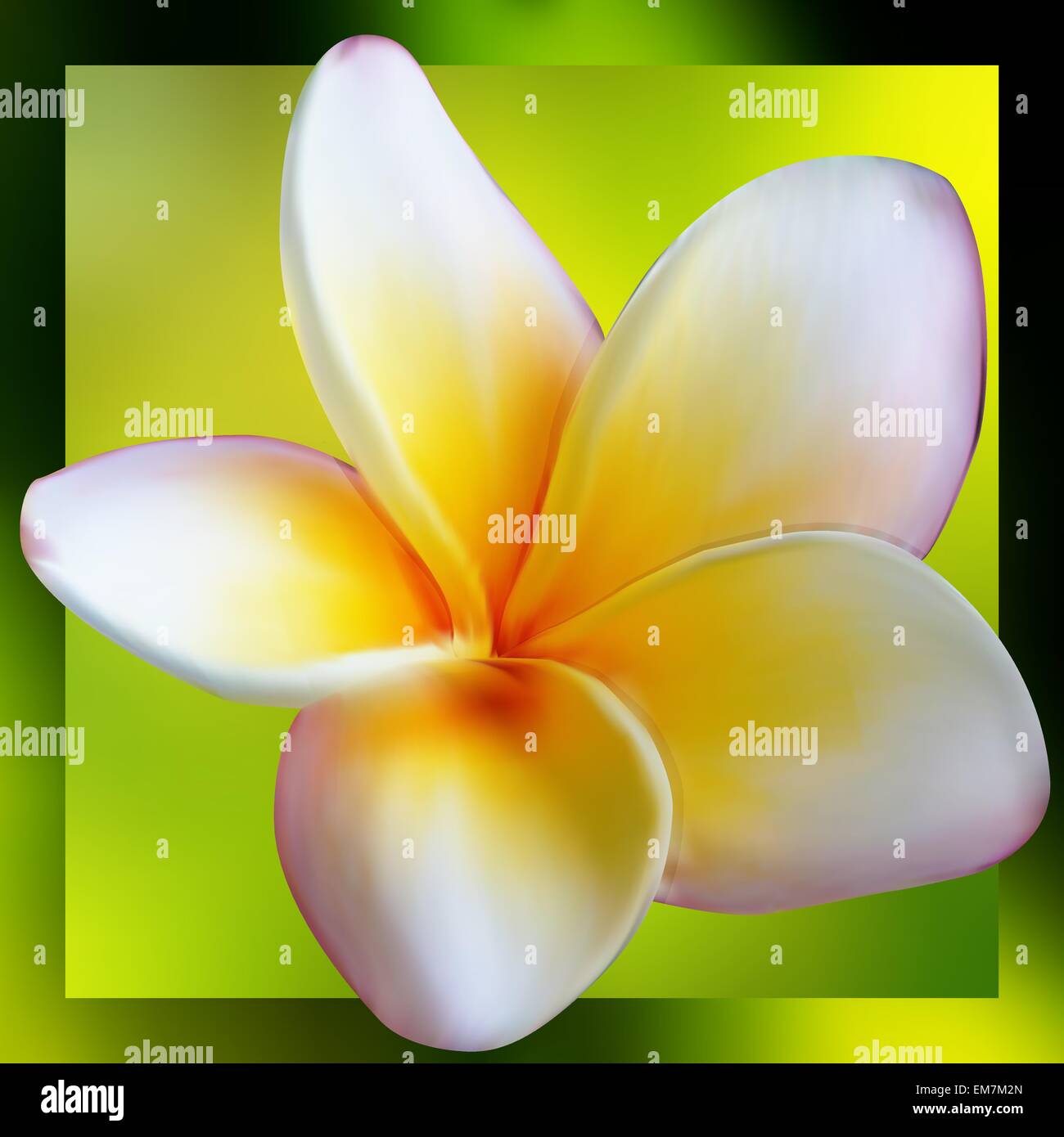 Flower south pacific Stock Vector Images - Alamy