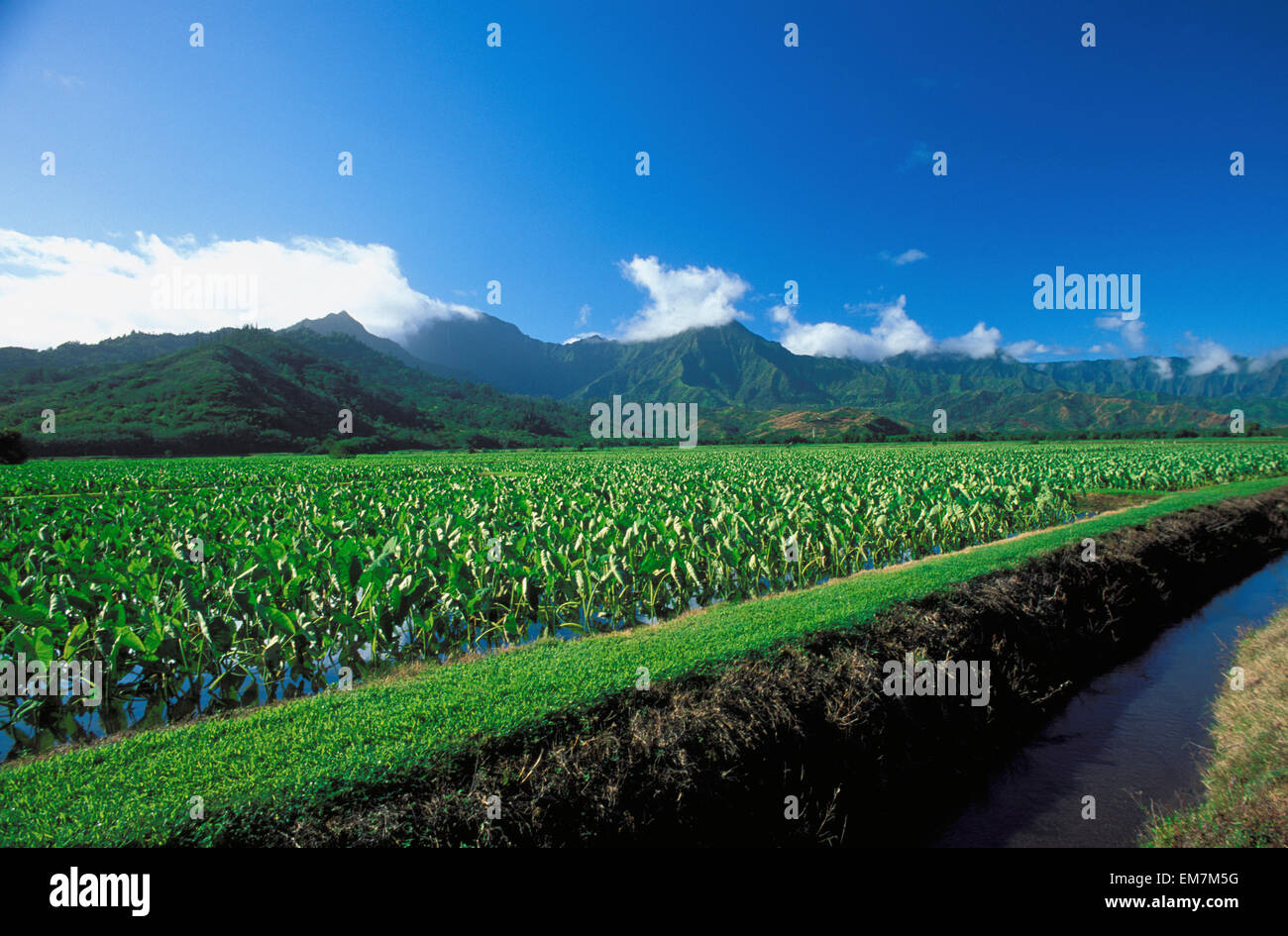 Hanalei plantation hi-res stock photography and images - Alamy