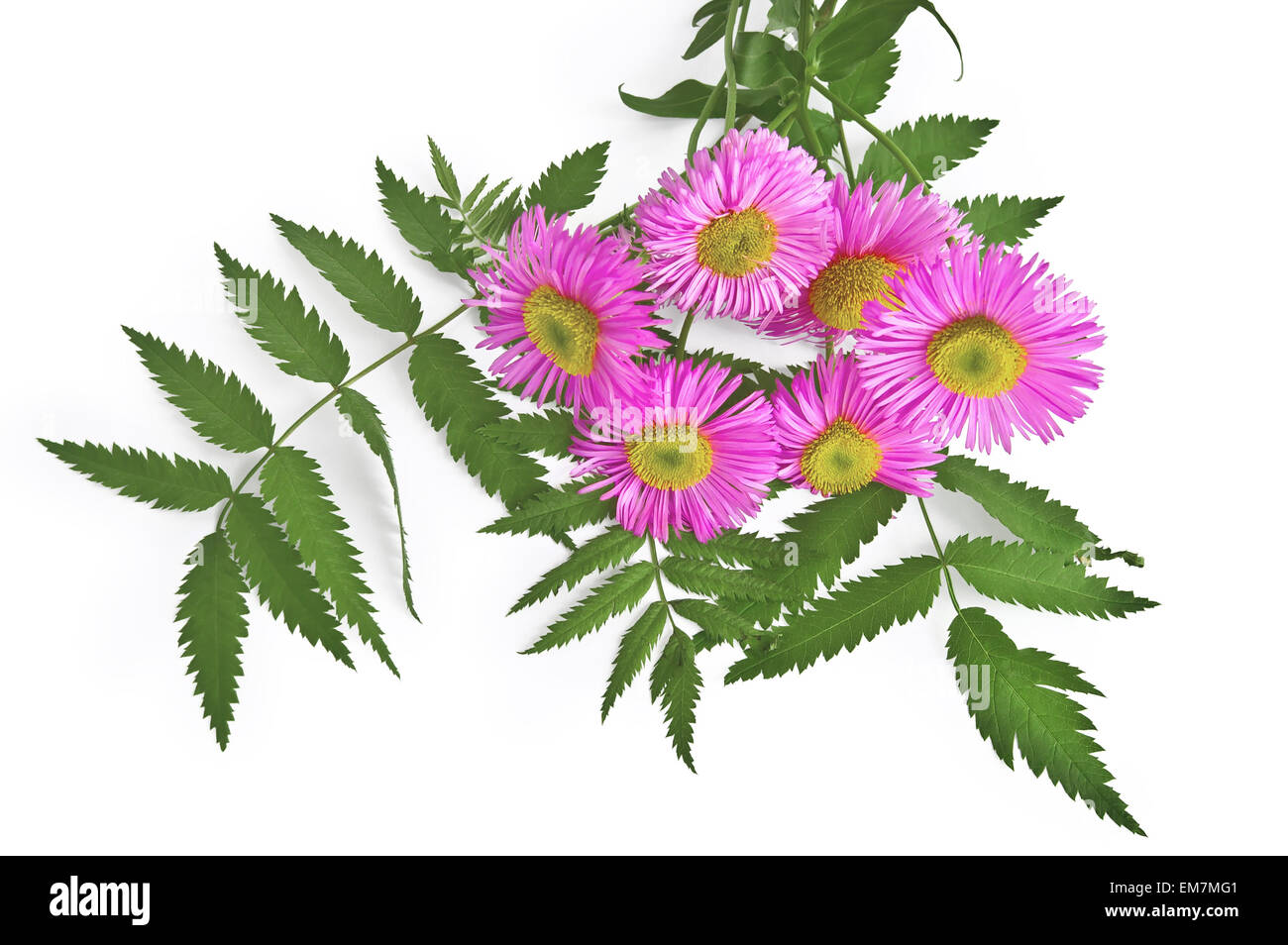 Astra Cut Out Stock Images & Pictures - Alamy