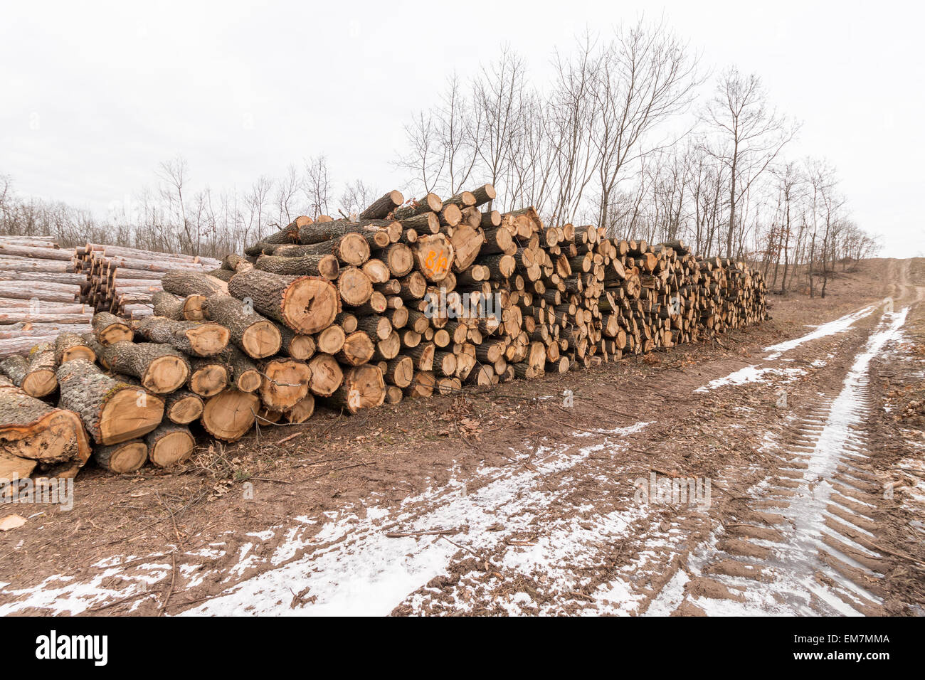 Big pile of wood in the forest Stock Photo - Alamy