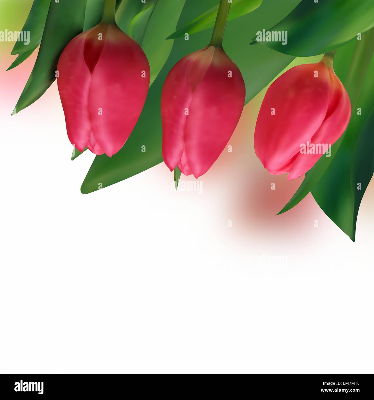 Bouquet red tulip flowers Stock Vector Images - Alamy