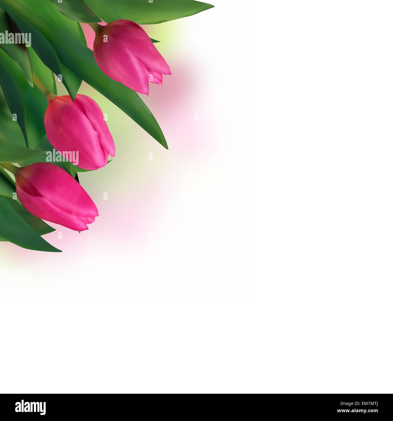 Tulips on pink background Stock Vector Images - Alamy