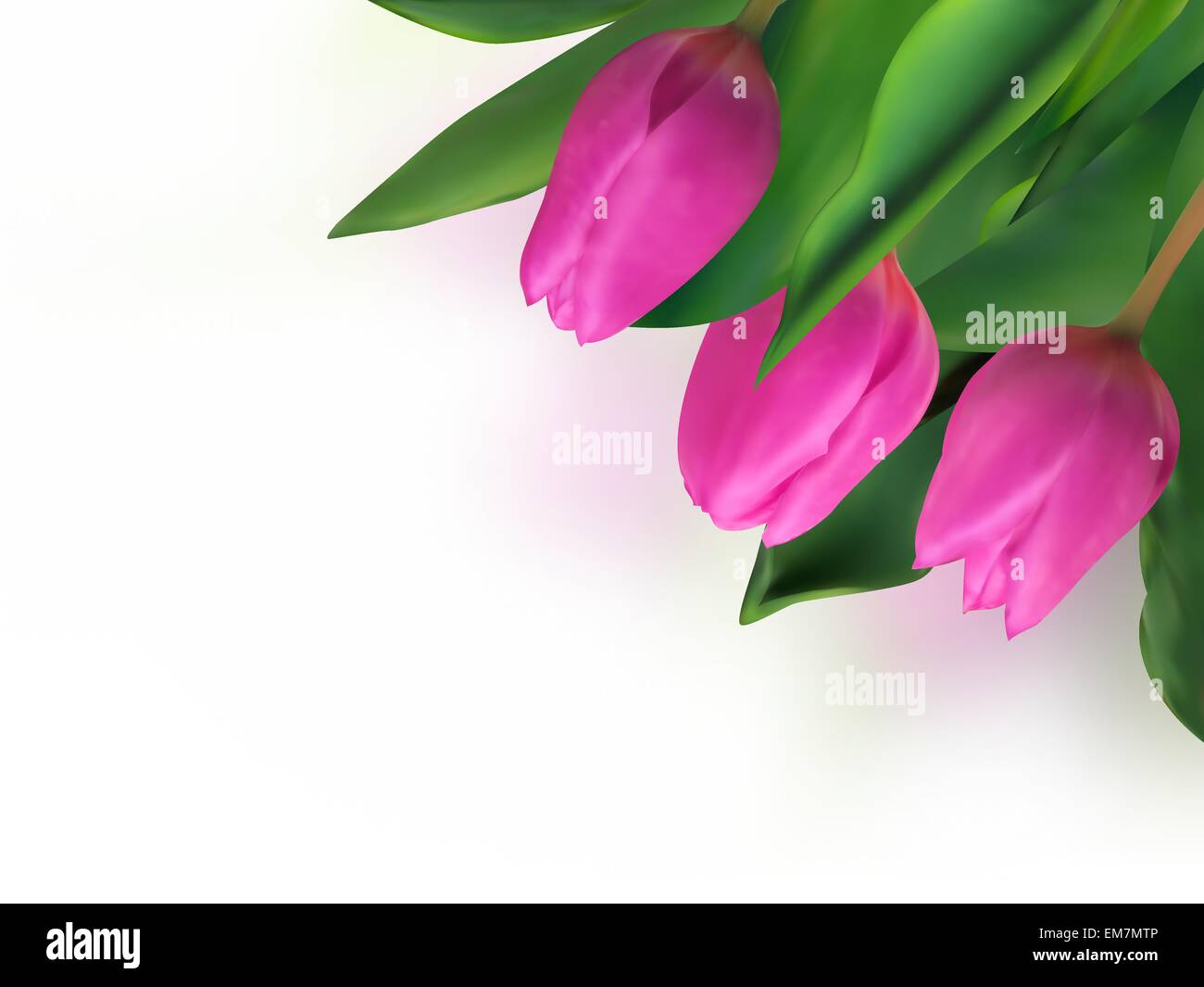 Flower head tulip Stock Vector Images - Alamy