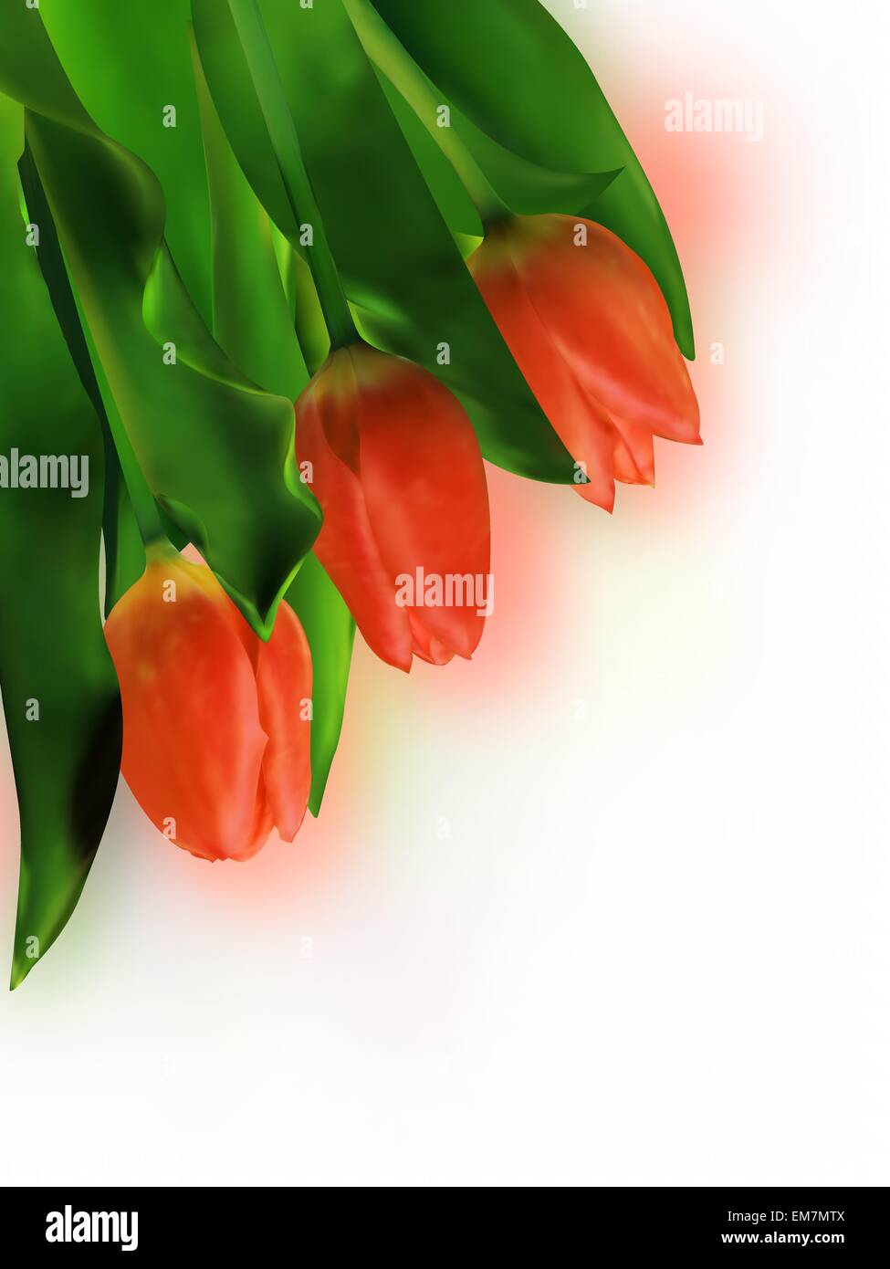 Isolated white tulip on Stock Vector Images - Alamy