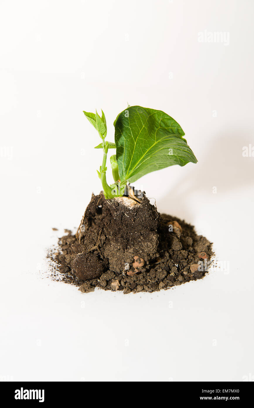 Pile of soil hi-res stock photography and images - Alamy