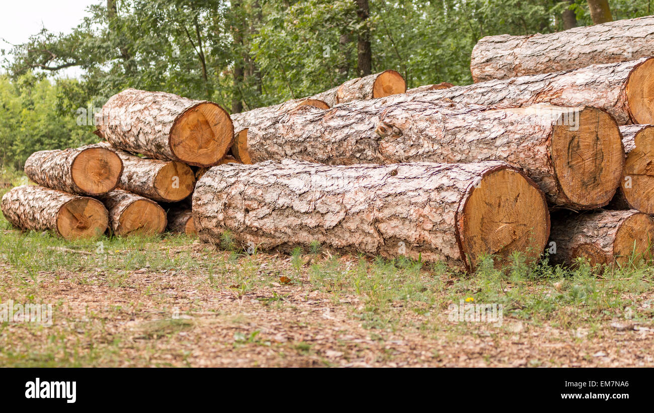 Big pile of wood in the forest Stock Photo - Alamy