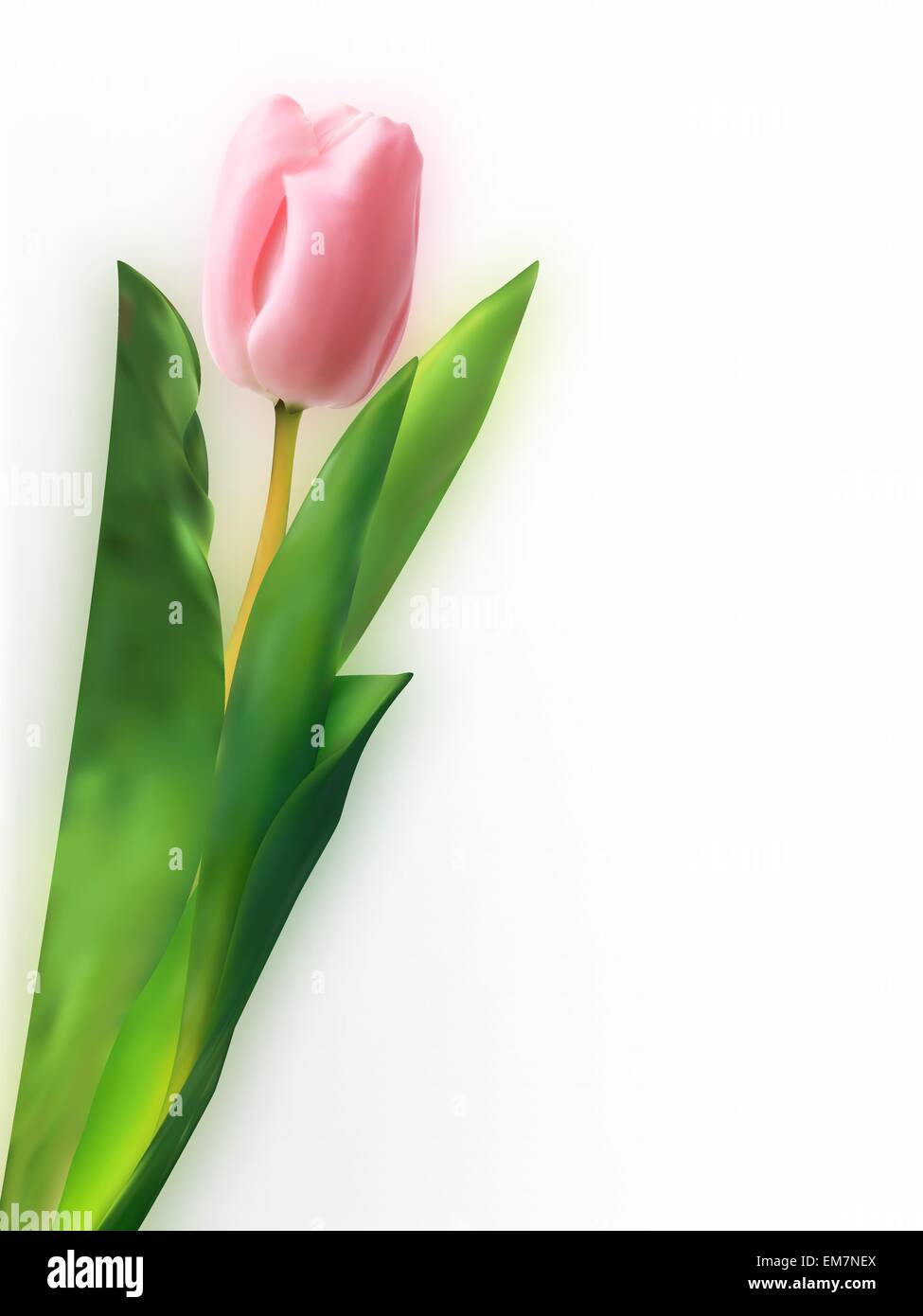 Pink tulip flower Stock Vector Image & Art - Alamy