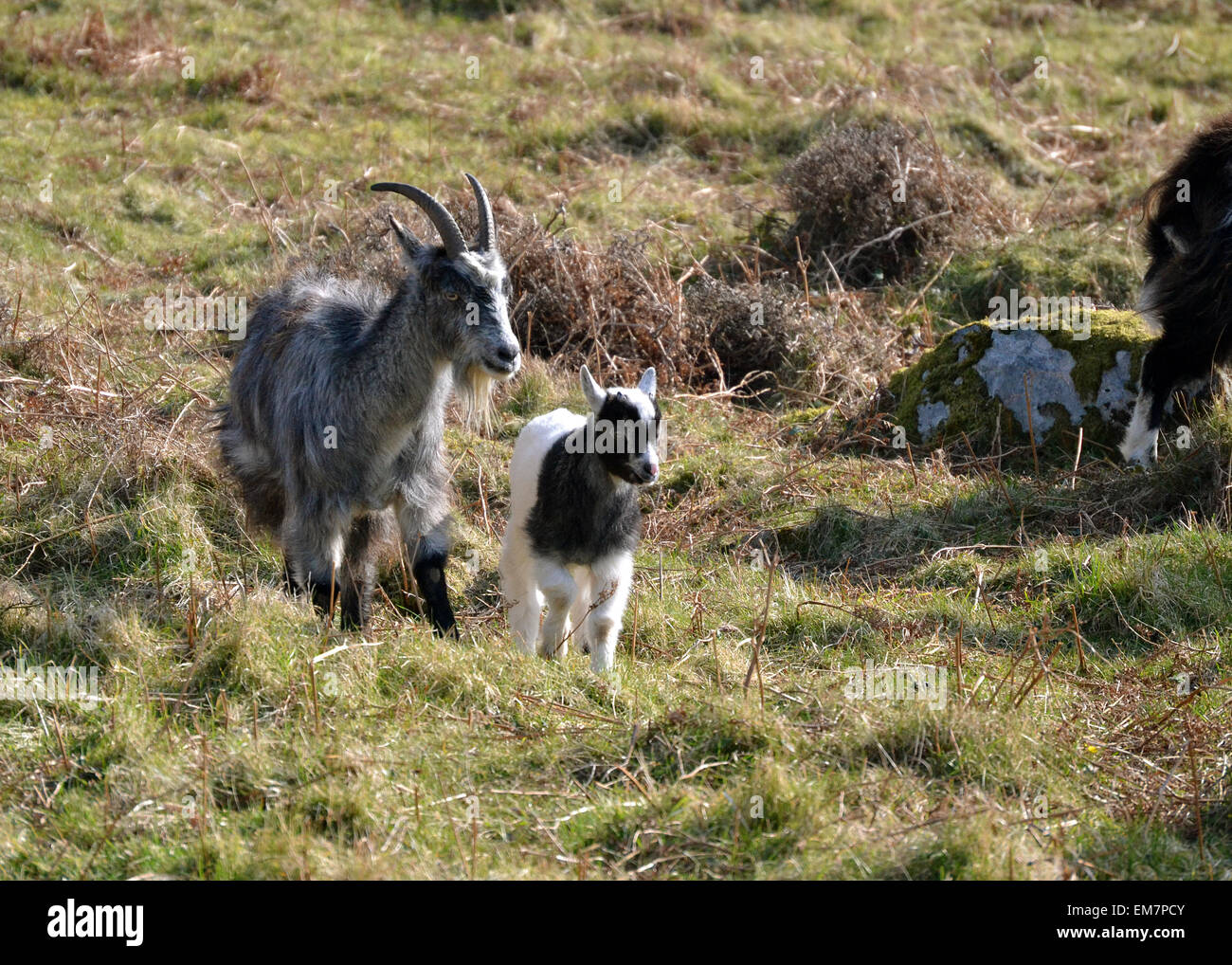 Goats Kid Goat Lynton Exmoor Dry Valley of Rocks Valley of the Rocks ...