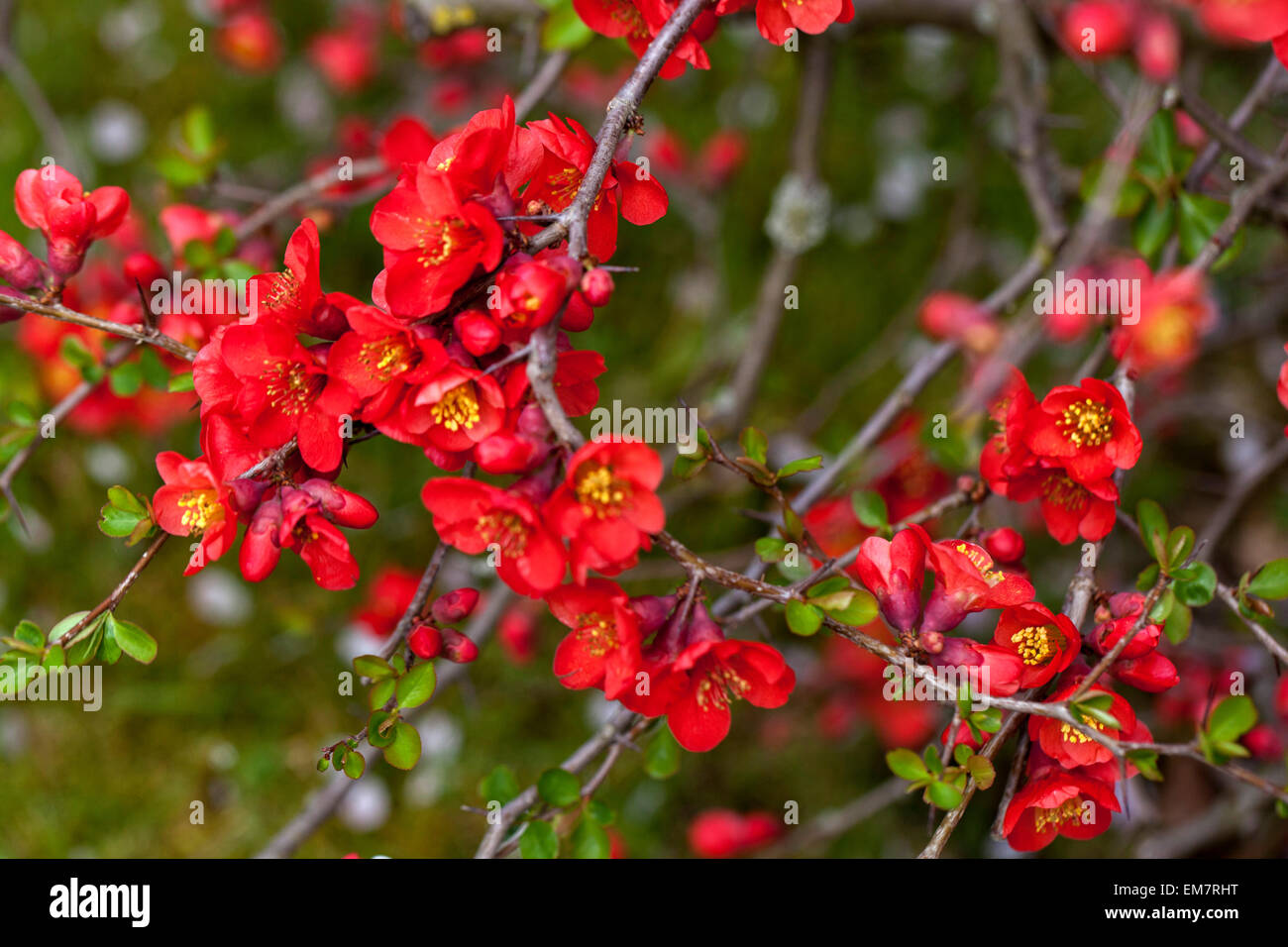 Chaenomeles speciosa Japanese quince Simonii Chaenomeles japonica Stock ...