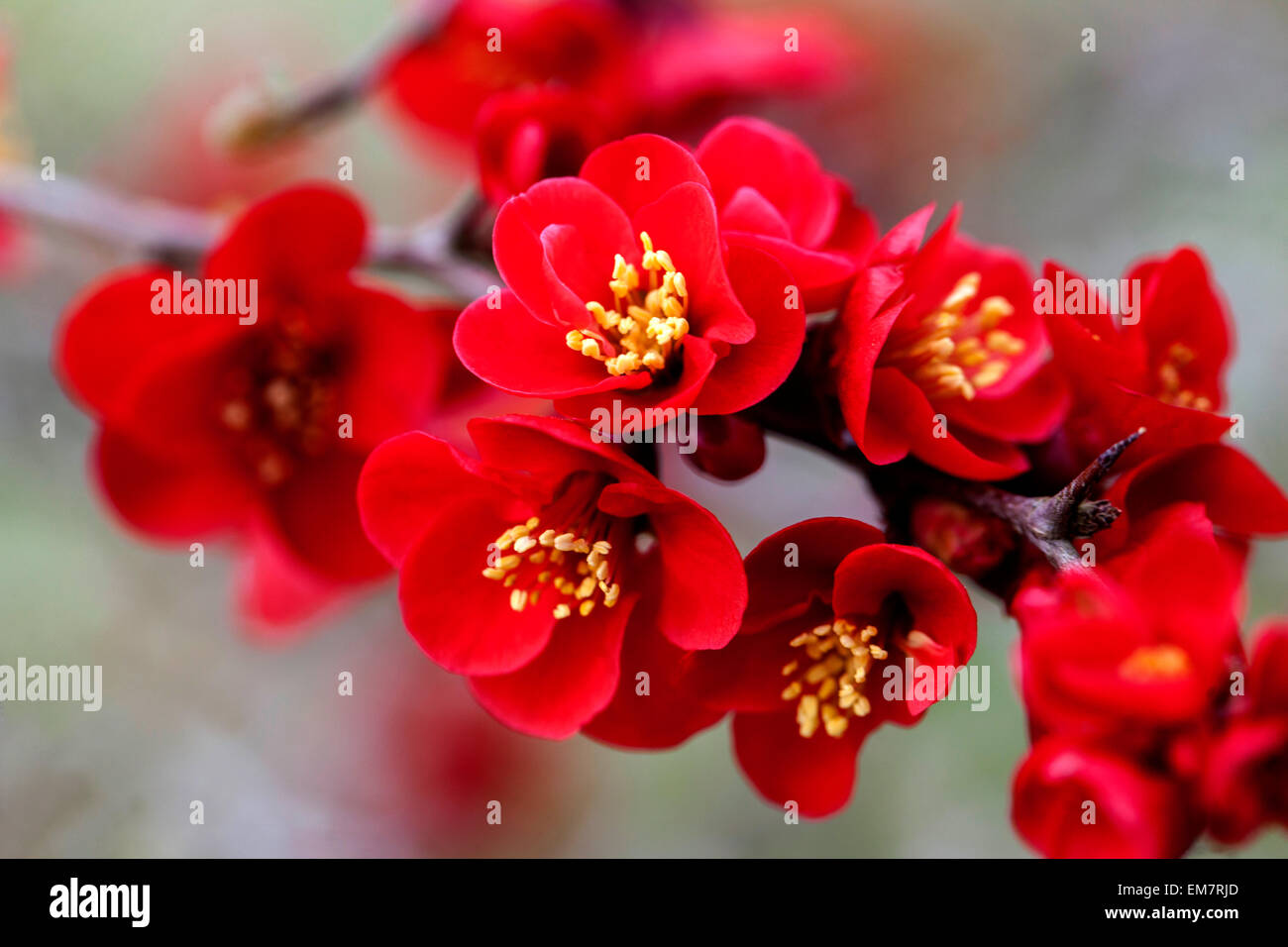 Chaenomeles japonica Quince flower Red Chaenomeles speciosa Simonii ...