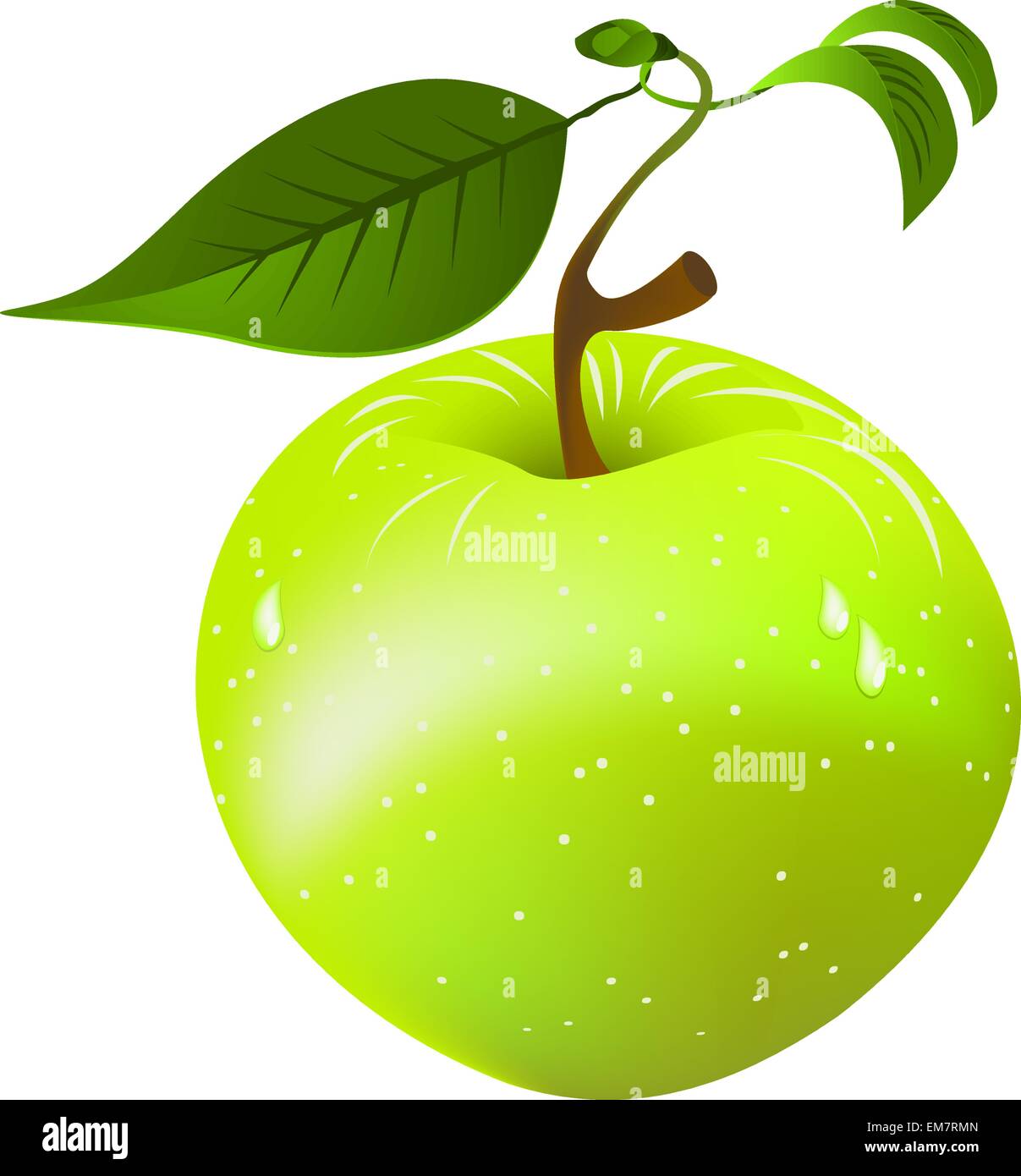 The apple branch Stock Vector Images - Alamy