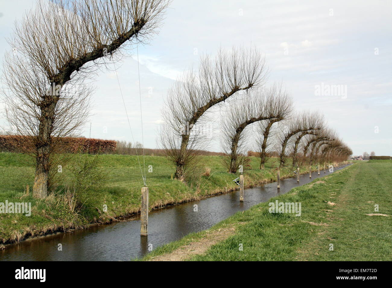 Green pillars of trees hi-res stock photography and images - Alamy
