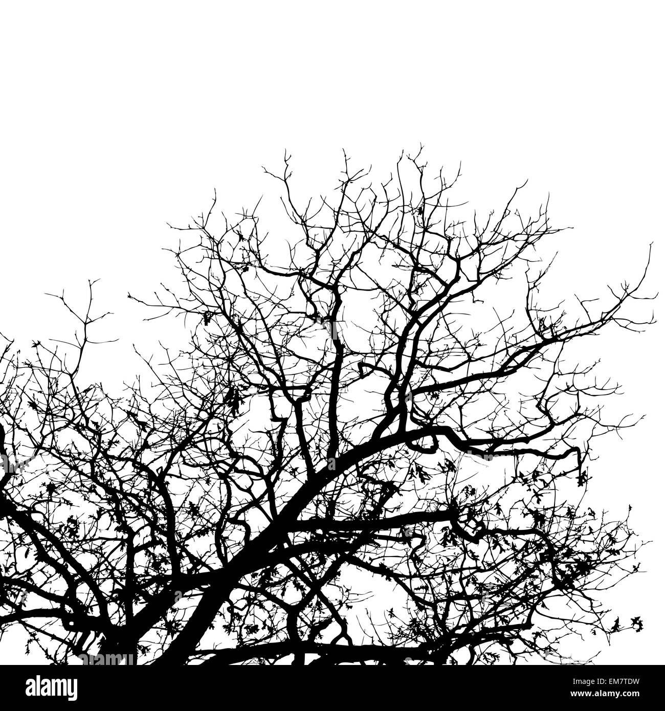bare tree vector background Stock Vector Image & Art - Alamy