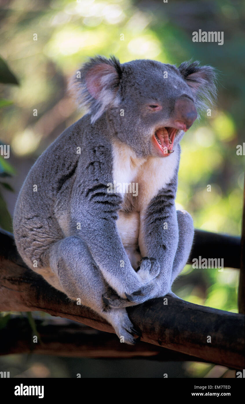 Koala yawning hi-res stock photography and images - Alamy