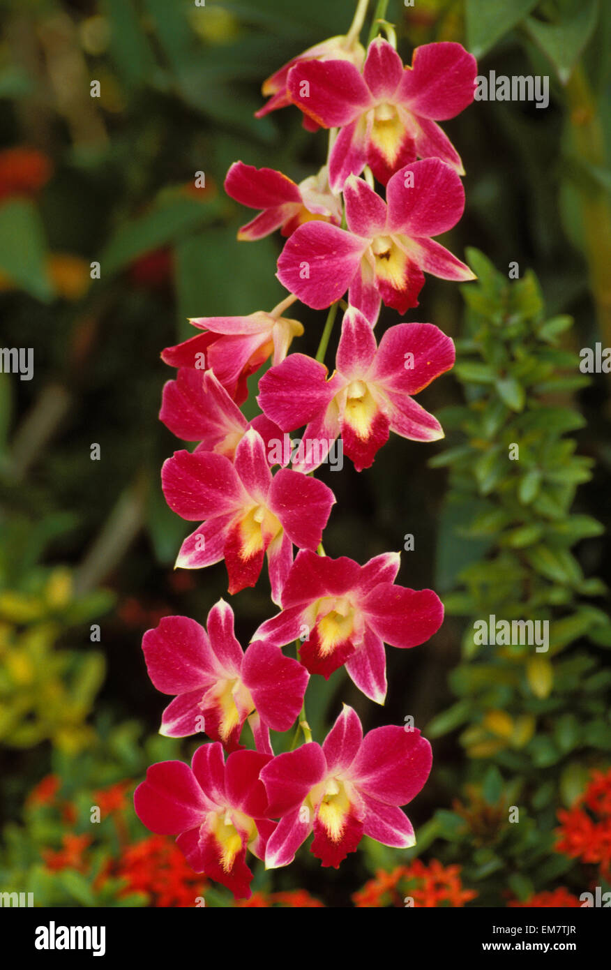 Hawaii, Vanda Orchids Stock Photo - Alamy