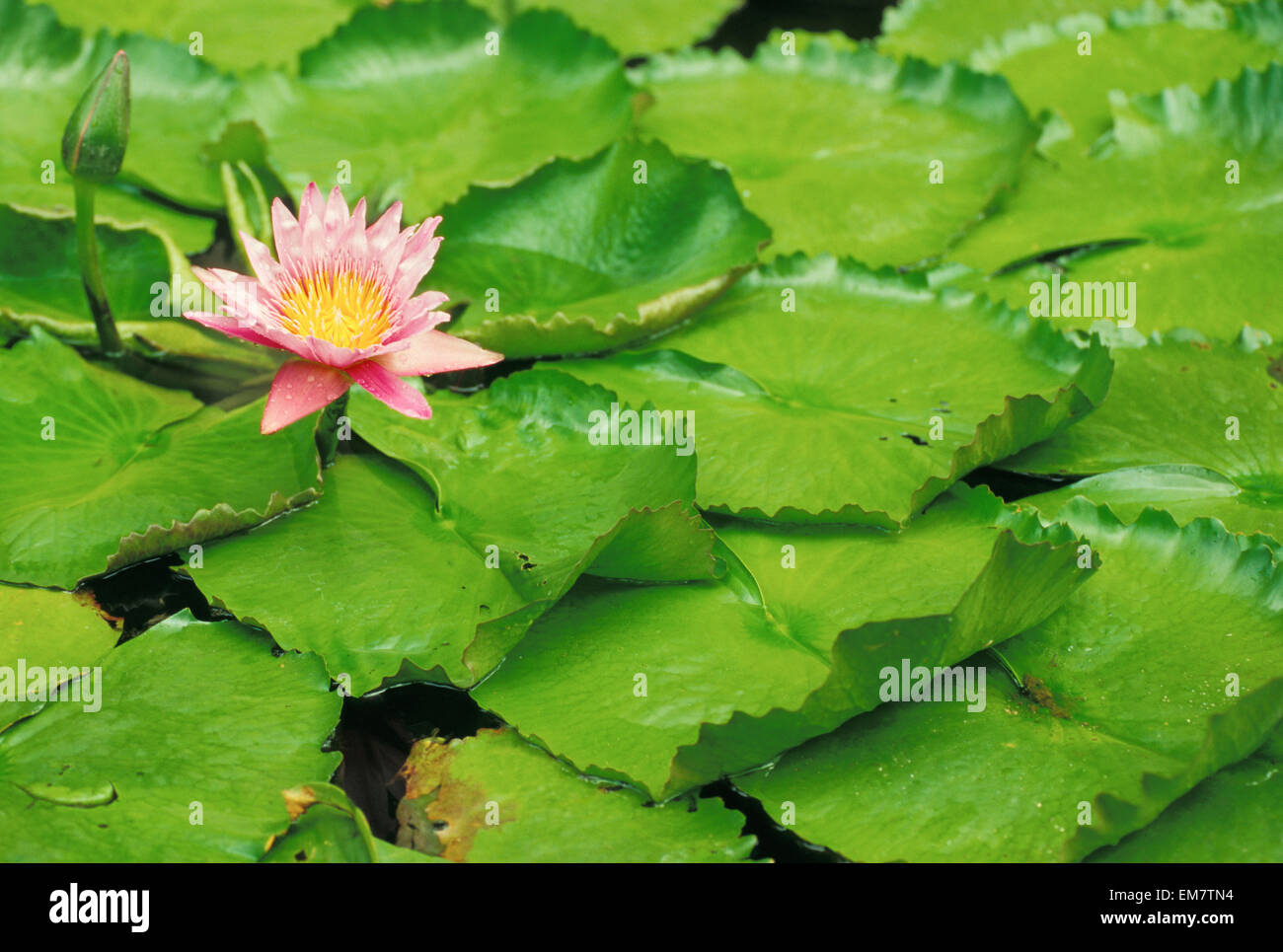 Colorful lily pad art hi-res stock photography and images - Alamy