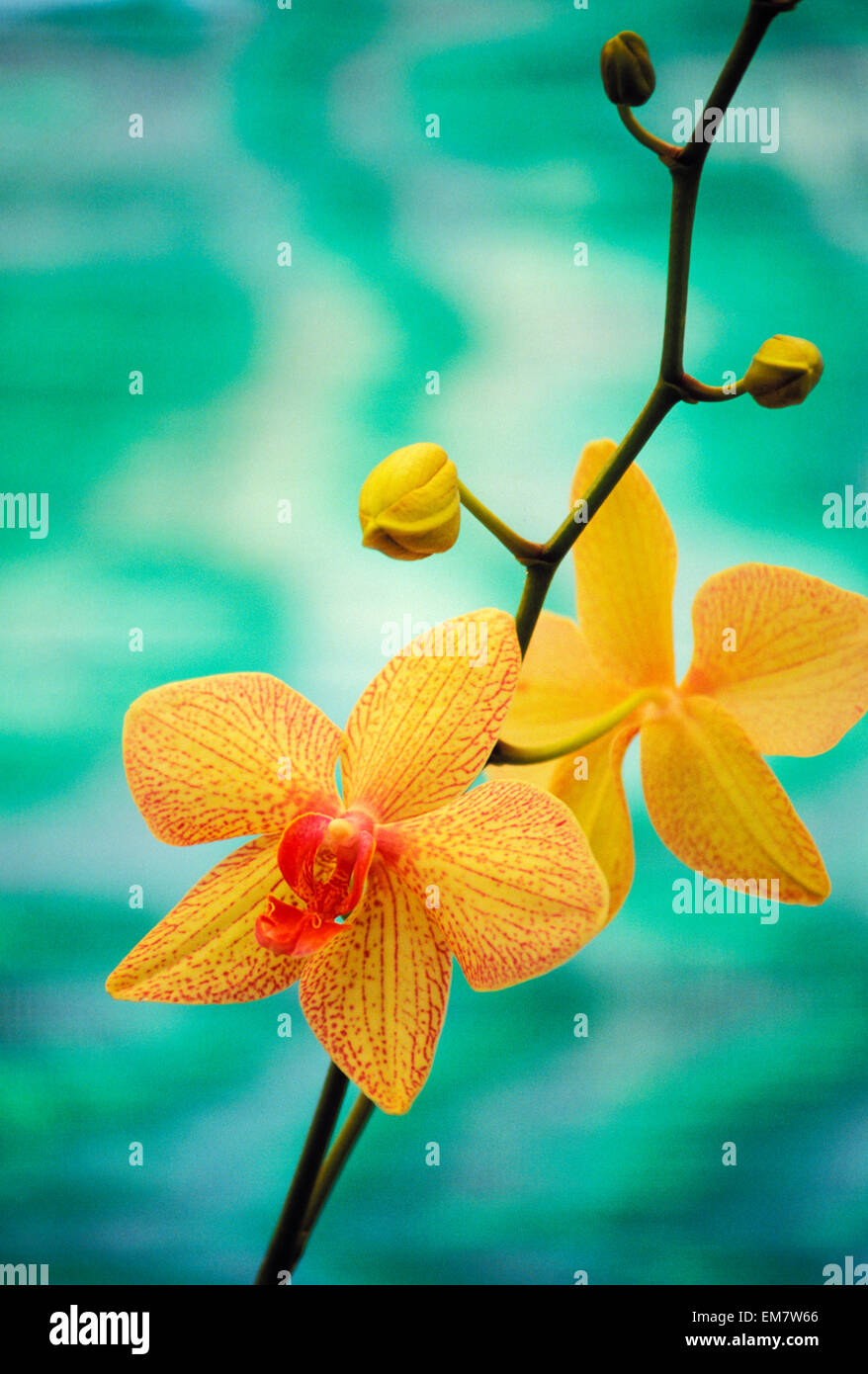 Hawaii, Yellow Dendrobium With Orange Speckles, Orchid Flower On Plant ...