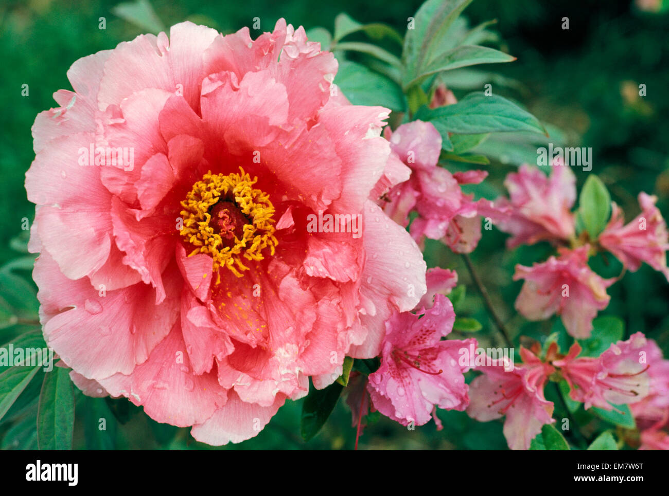 Camillia blossom hi-res stock photography and images - Alamy