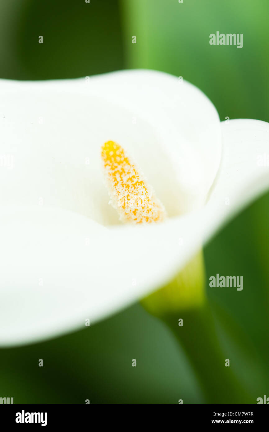 Flor cala hi-res stock photography and images - Alamy
