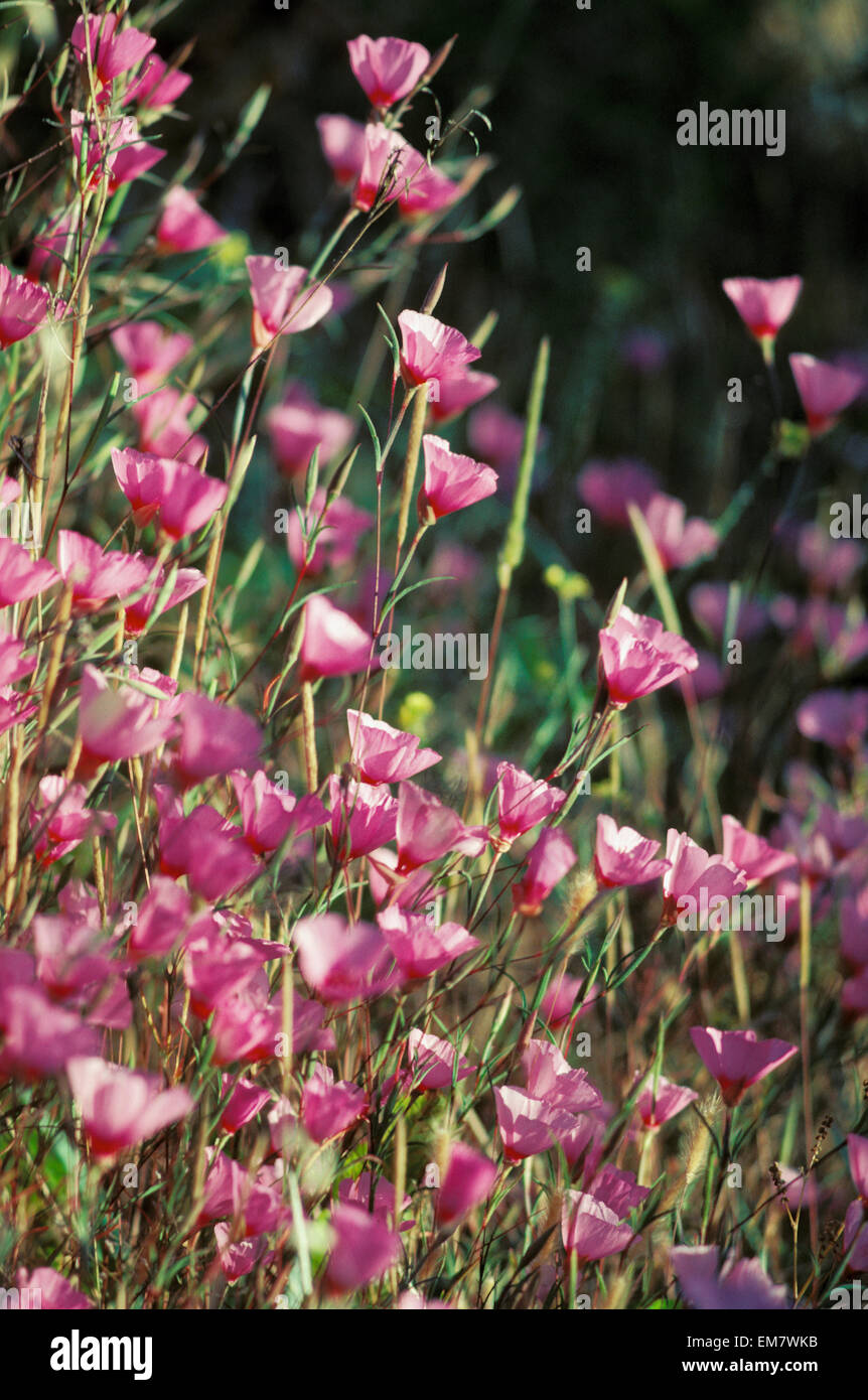 California, Pink Wildflowers Stock Photo - Alamy