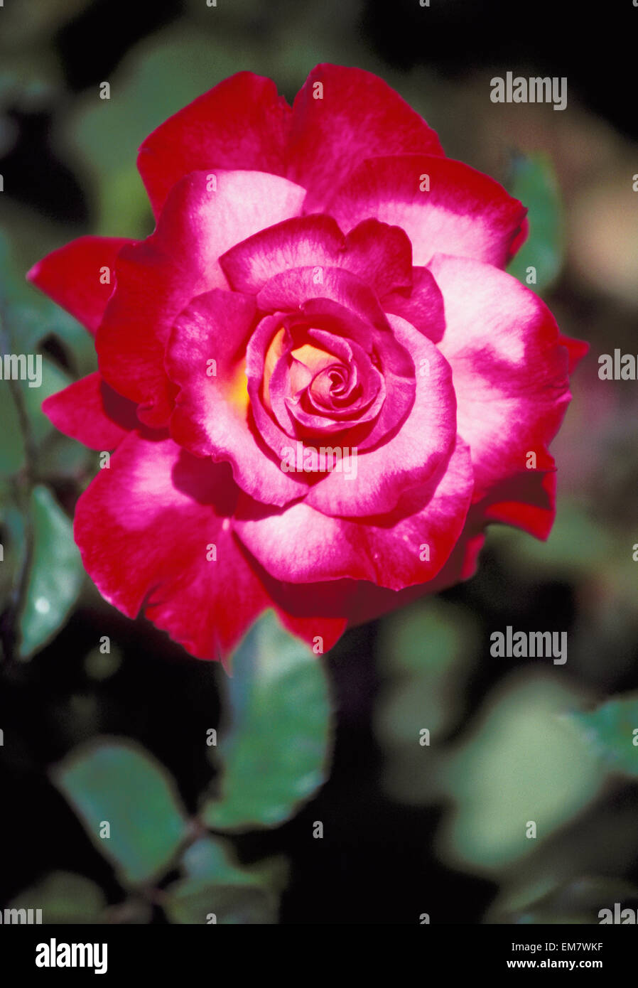 Oregon, Red/Pink Rose Close-Up Stock Photo - Alamy