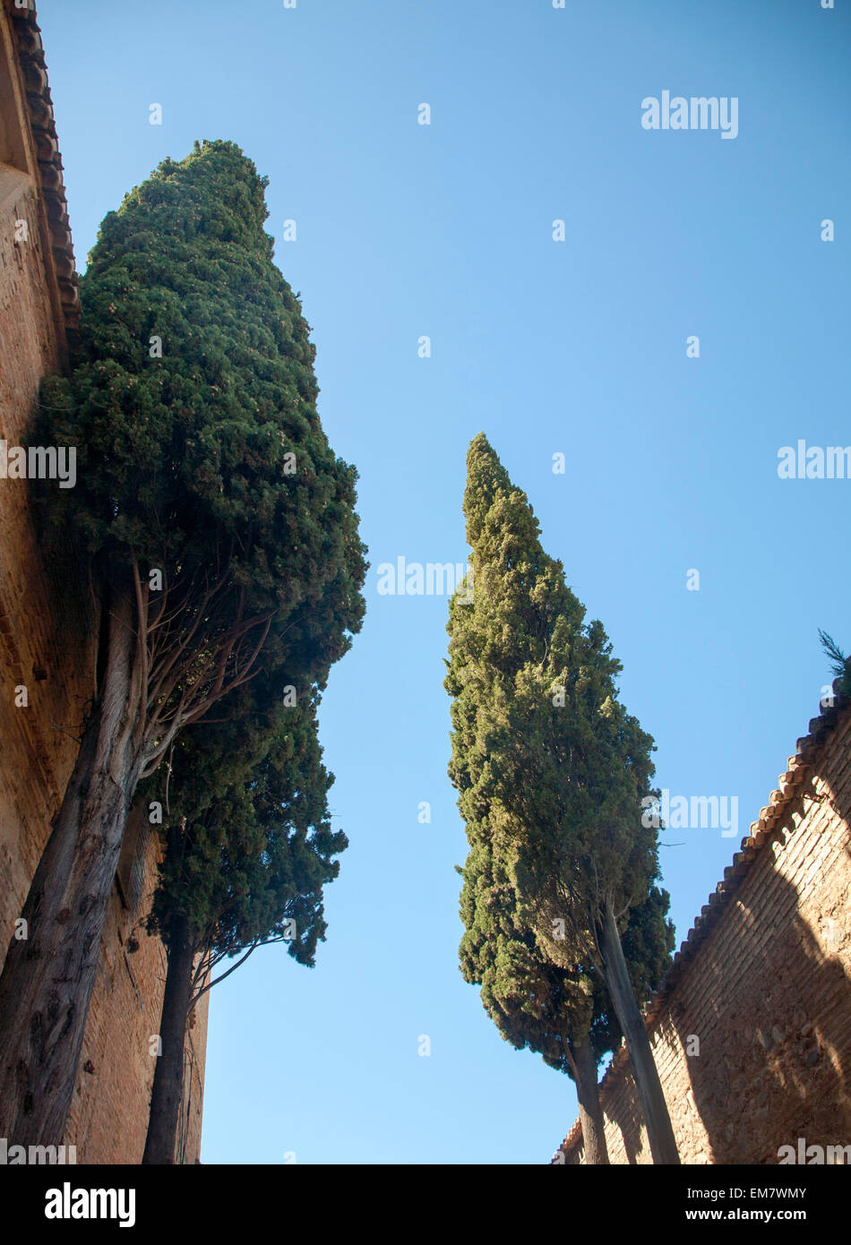 Tall cypress trees against blue sky the Alhambra complex, Granada ...